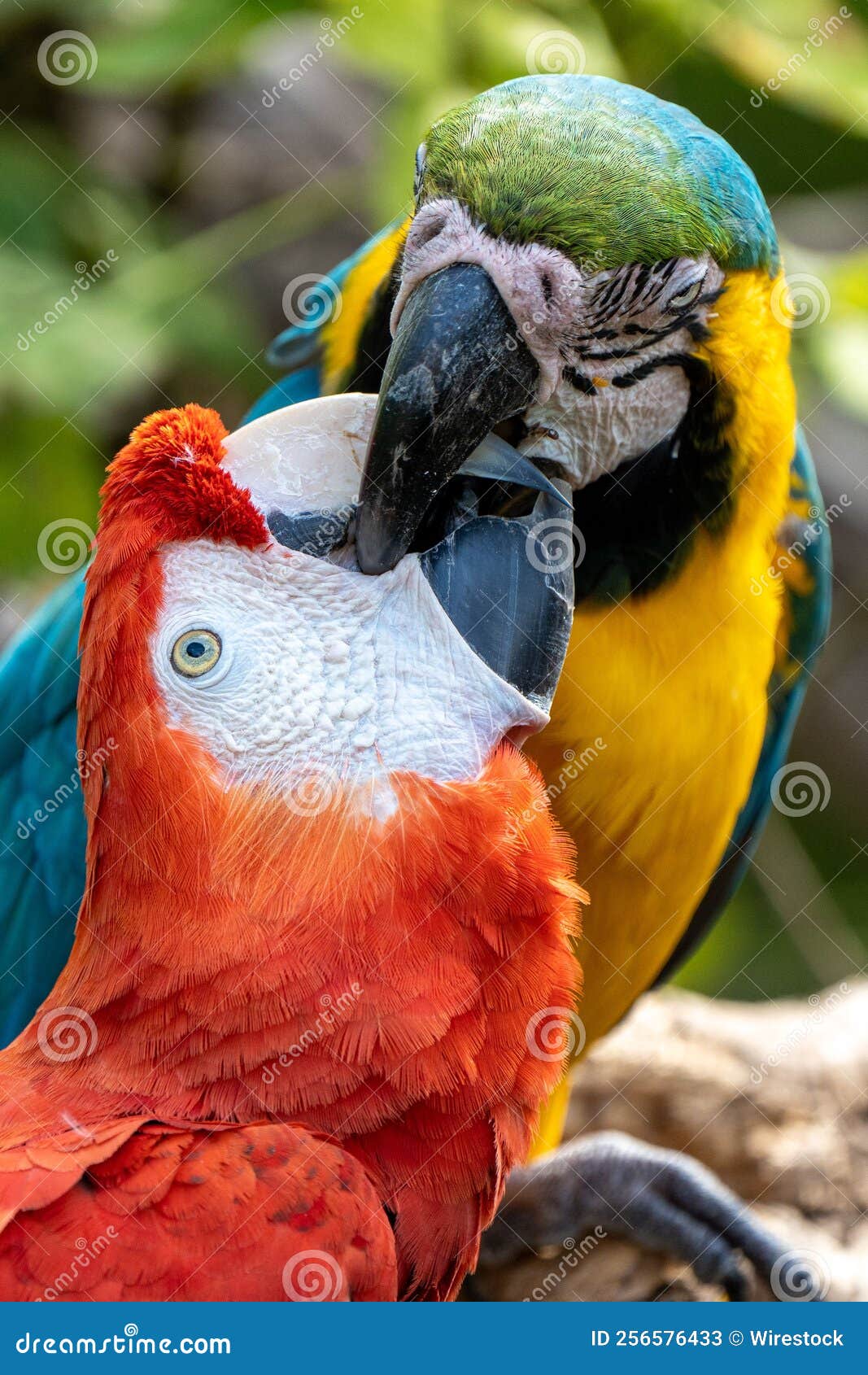 Close Up of Two Parrots Kissing Stock Image - Image of bright, plumage ...
