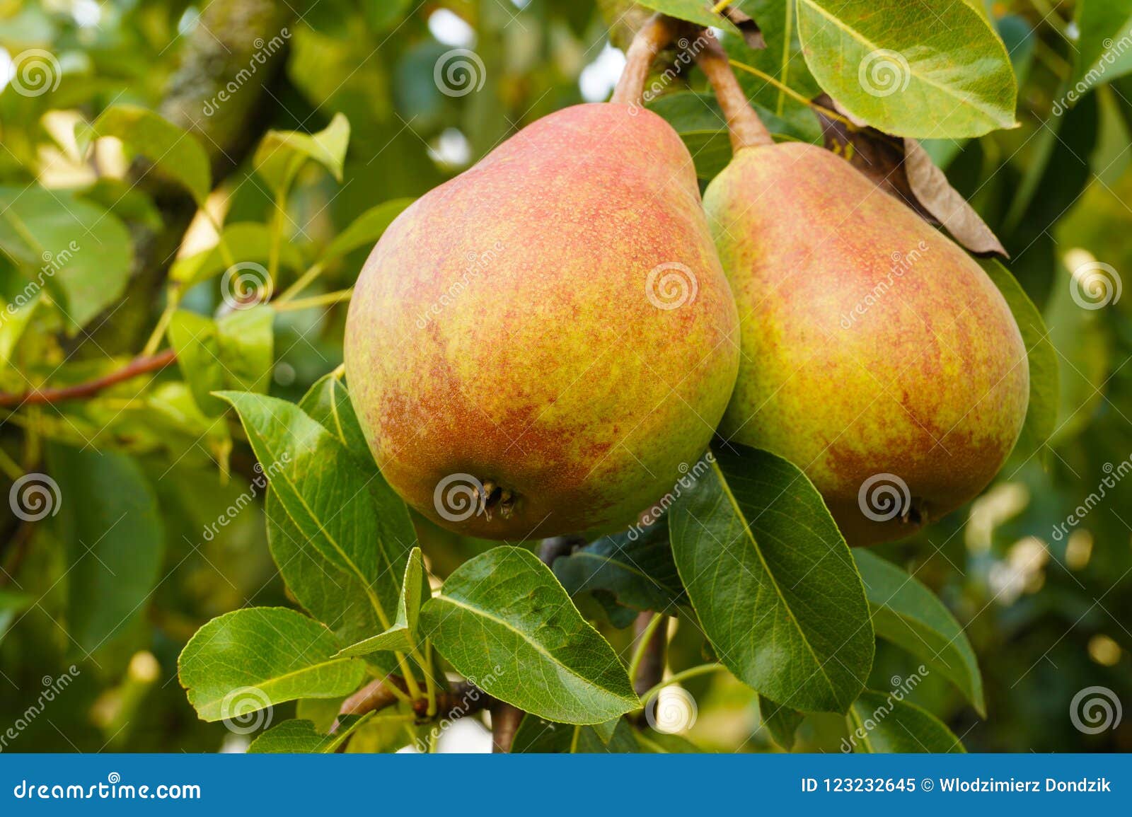 Two Good Pears on the Tree. Stock Image - Image of harvest, agriculture ...