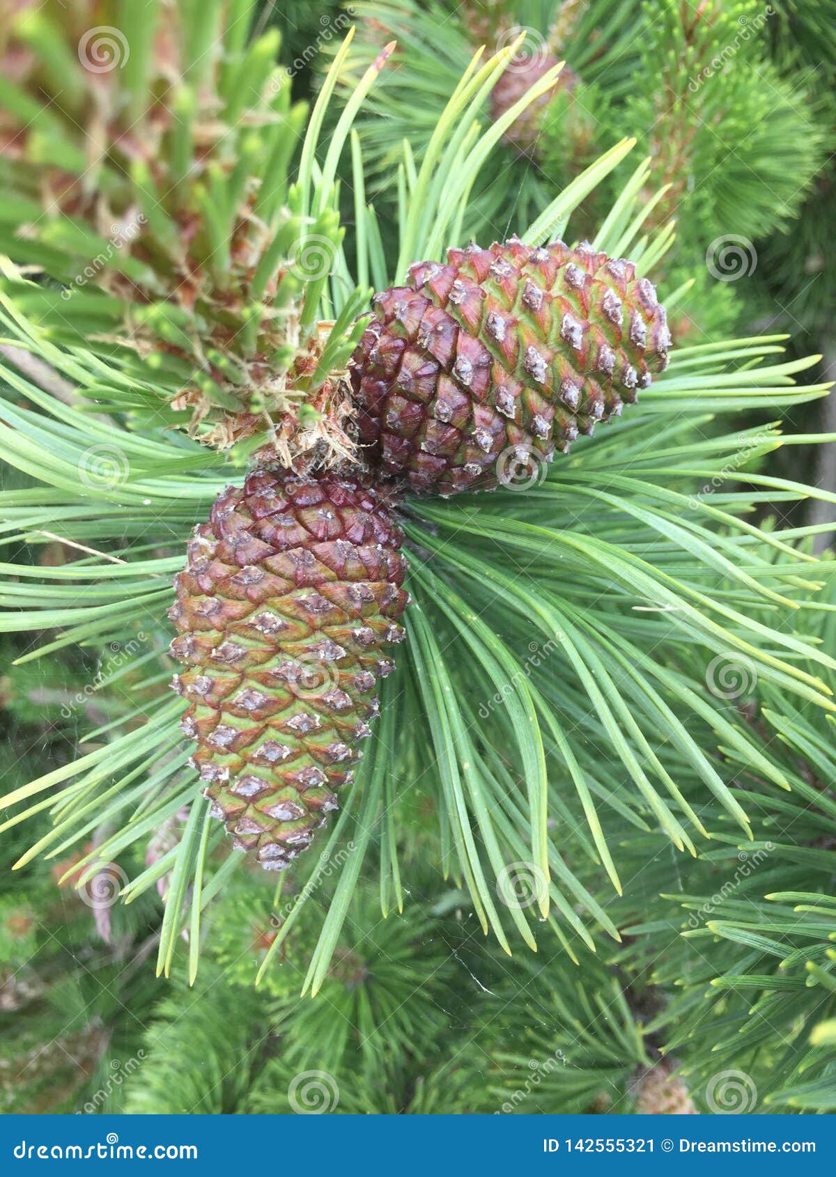 Two Pine Cones on Pine Tree Branch Stock Image - Image of close, branch ...