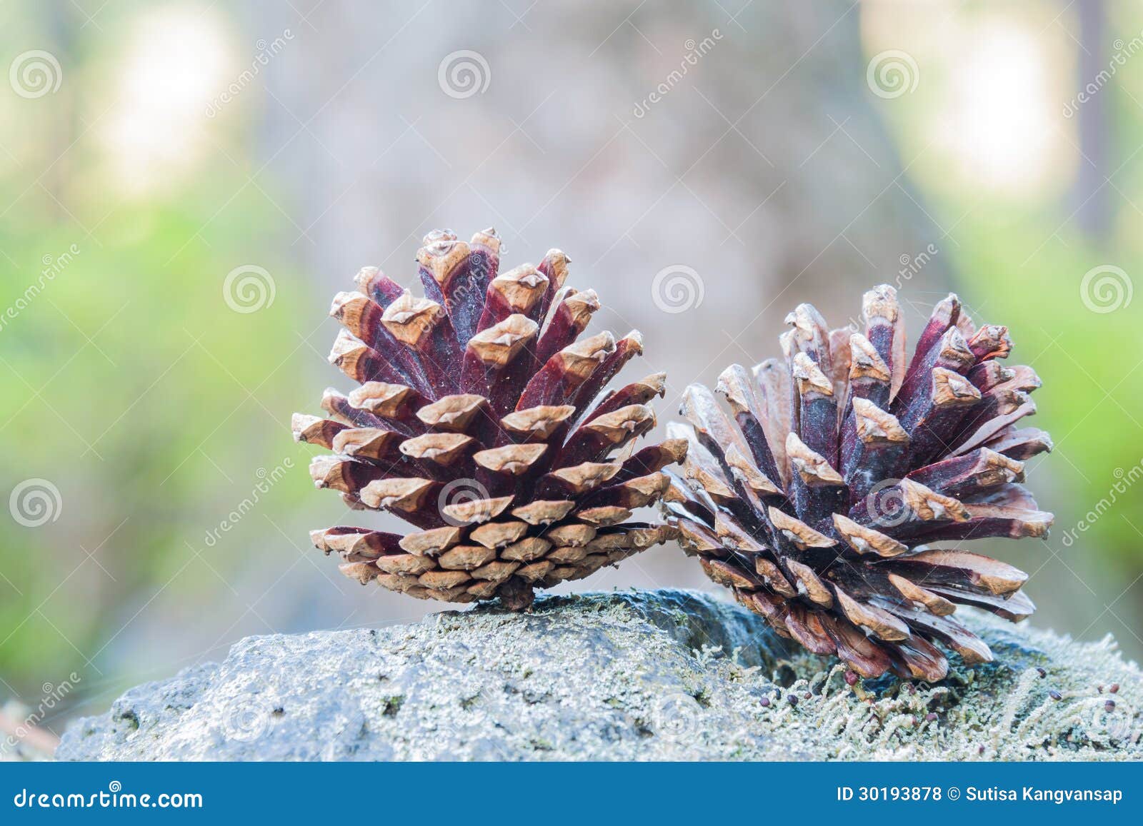 Two pine cones stock photo. Image of autumn, pine, wood - 30193878