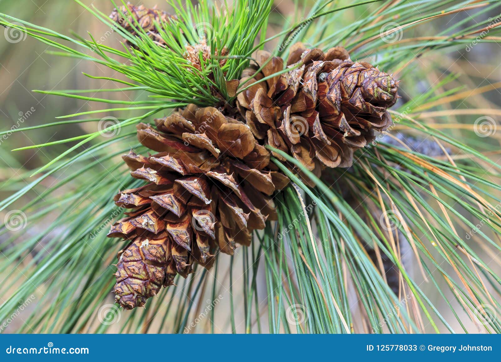 Pine cones on a tree. stock image. Image of macro, outdoors - 125778033