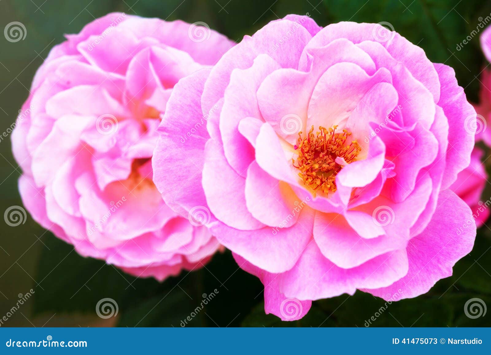 Close Up of a Two Pink Flowers Stock Image - Image of flower, blossom ...