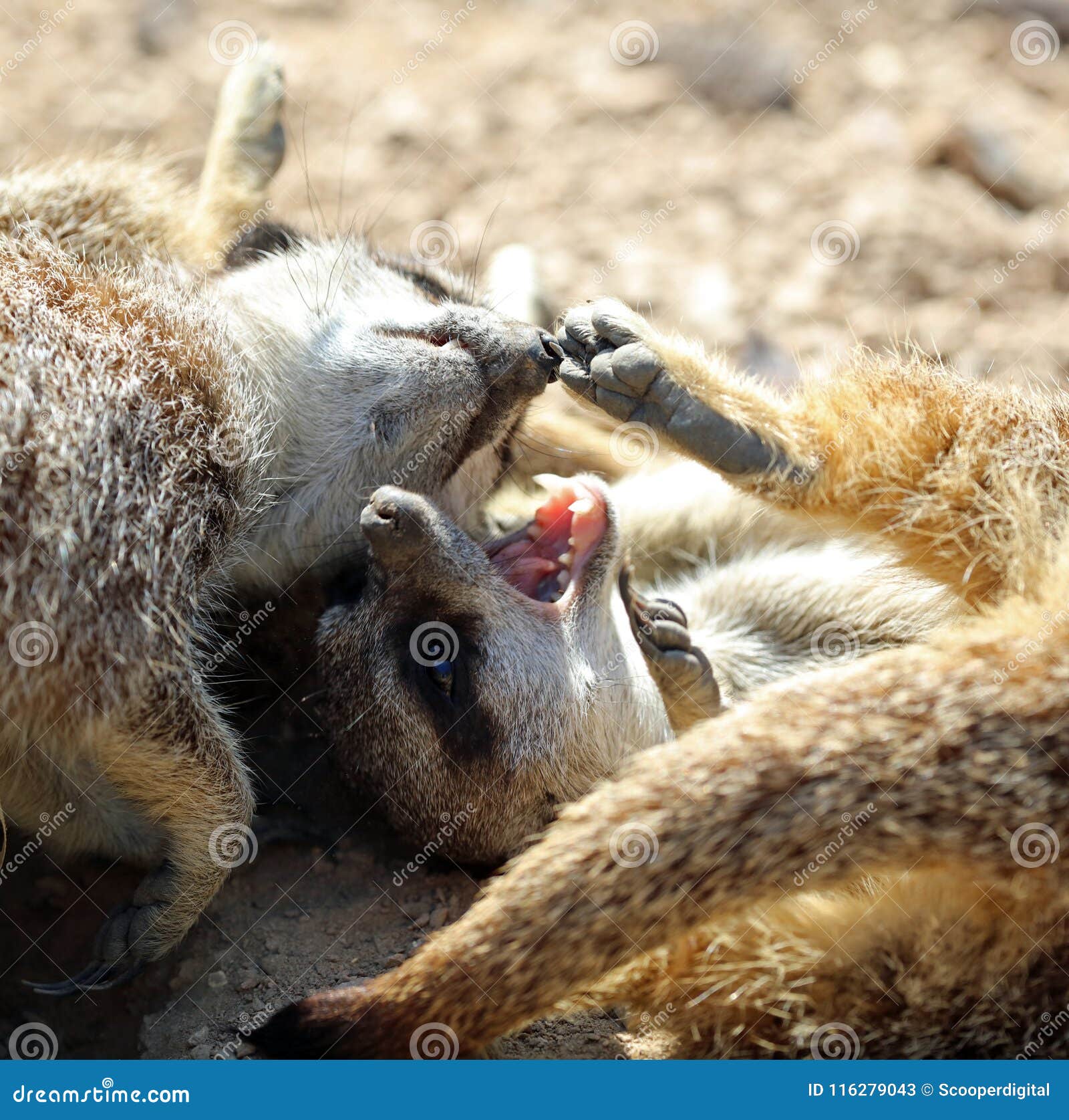 Close Up of Two Playful Meerkats Stock Image - Image of claws, small ...