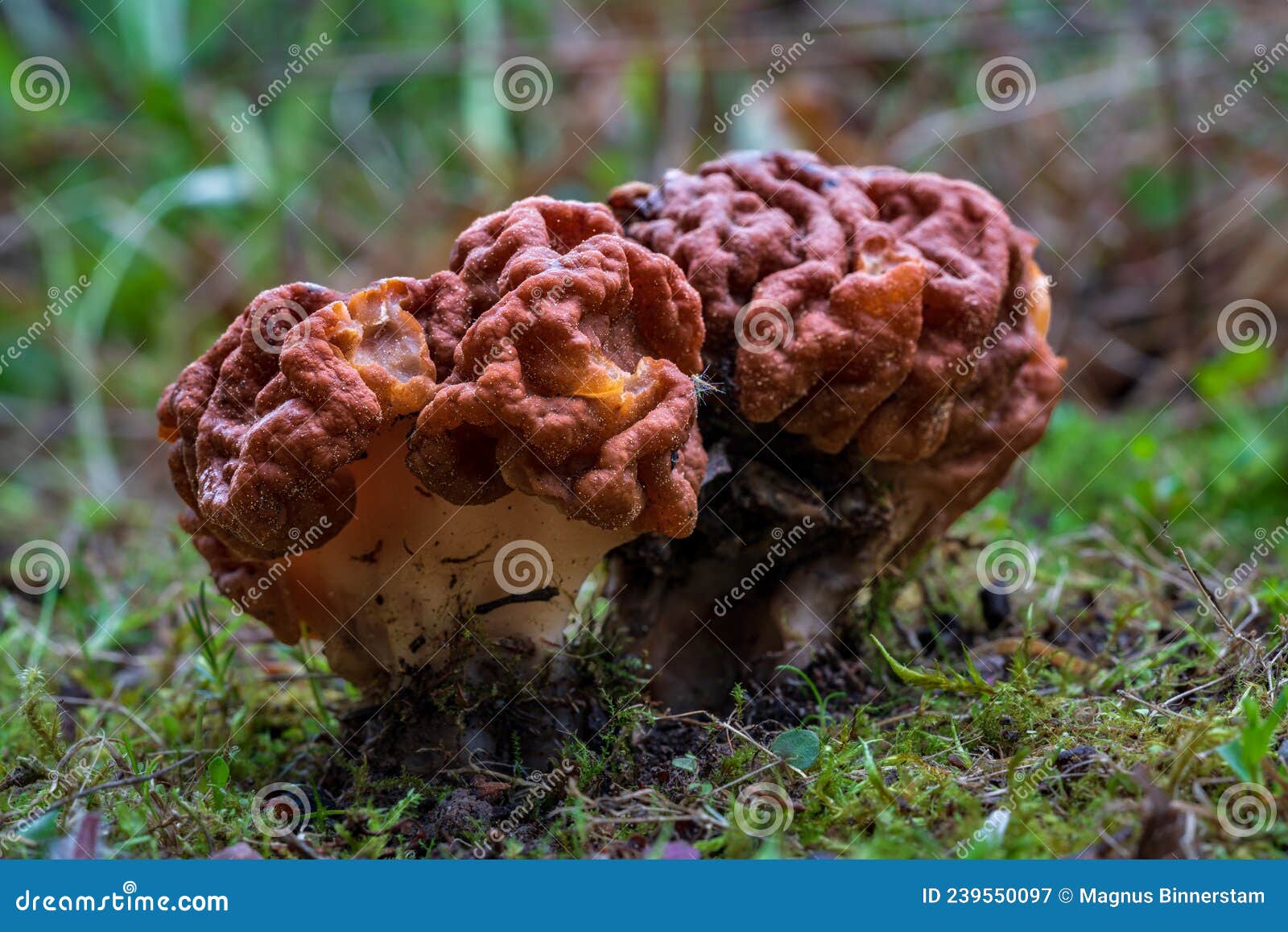 Close Up of Two Poisonous Brown Morels Stock Image - Image of couple ...