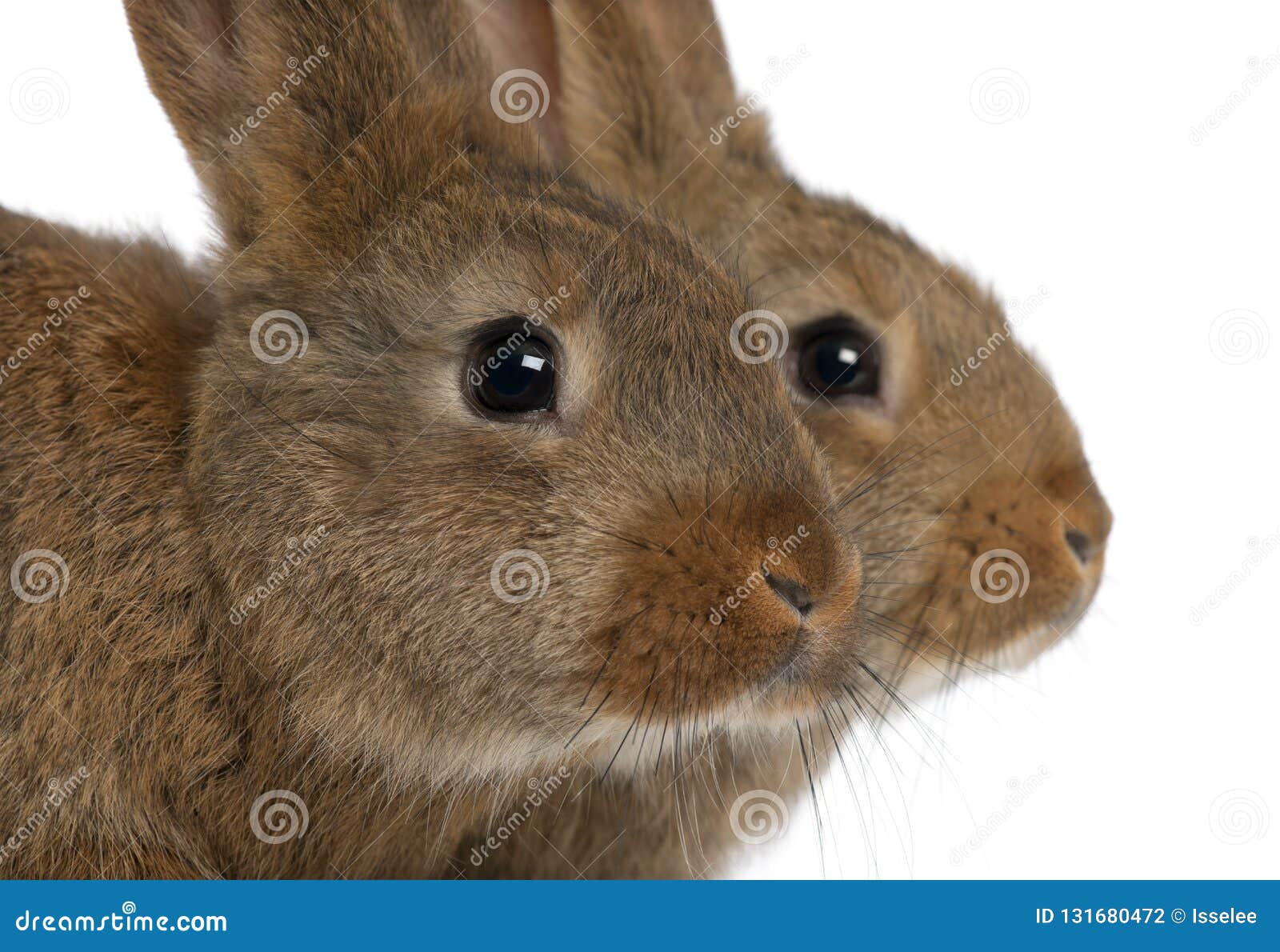 Close-up of Two Rabbits Head Against White Background Stock Photo ...