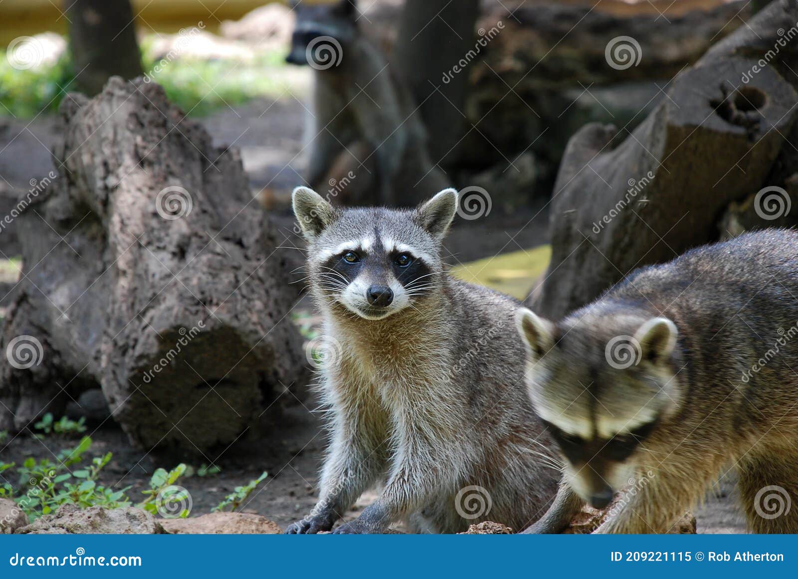 Close Up of Two Racoons (Procyon Lotor) Stock Image - Image of american ...