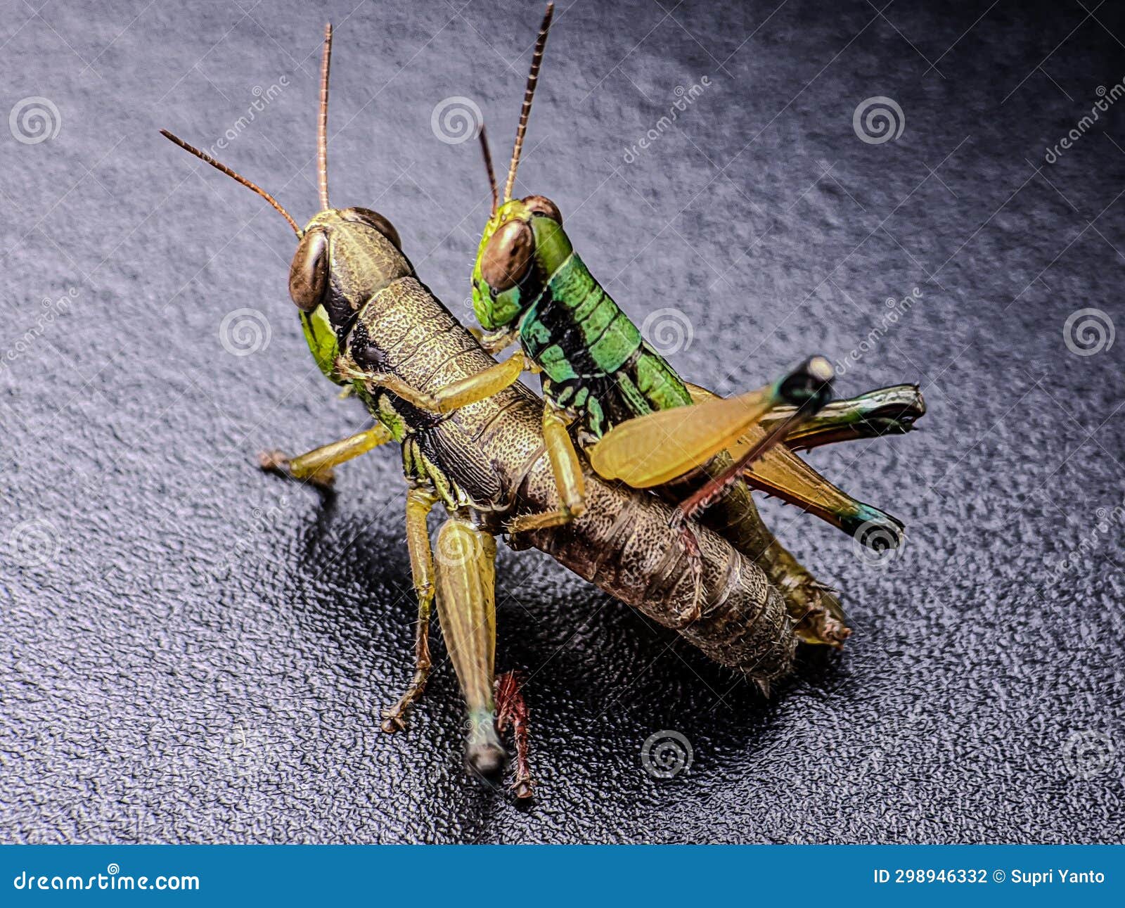 Close Up of Two Rice Grasshoppers Stock Photo - Image of invertebrate ...