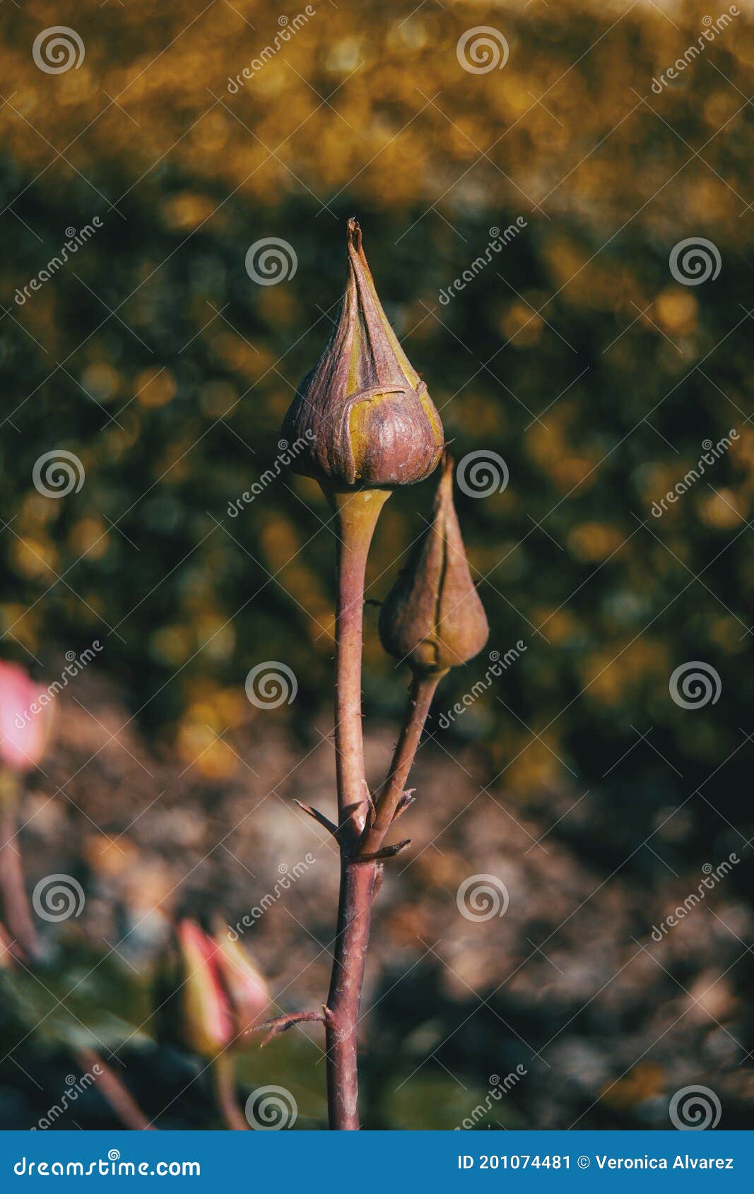 Close-up of Two Rose Buds in the Wild Stock Image - Image of couple ...