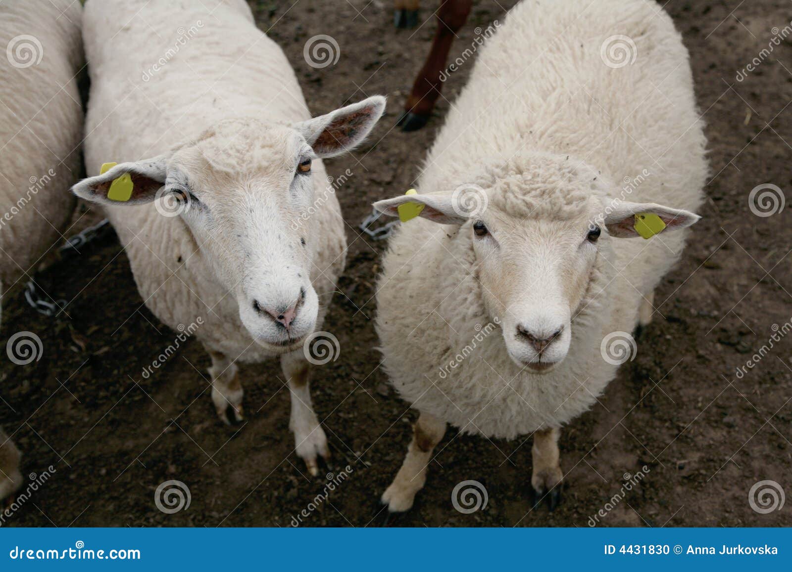 Close-up of two sheep stock photo. Image of nose, wool - 4431830