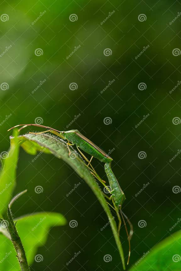 Close Up of Two Shield Bugs Stock Image - Image of beetle, shield: 74651219