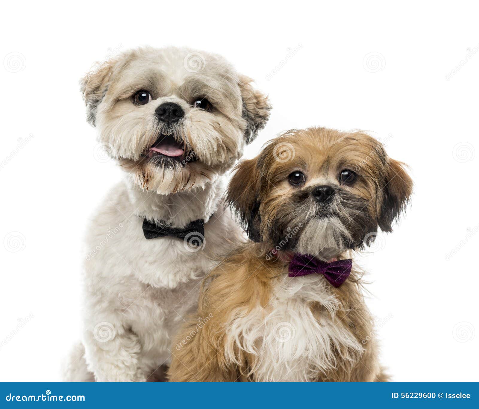 Close-up of two Shih Tzus stock photo. Image of portrait - 56229600