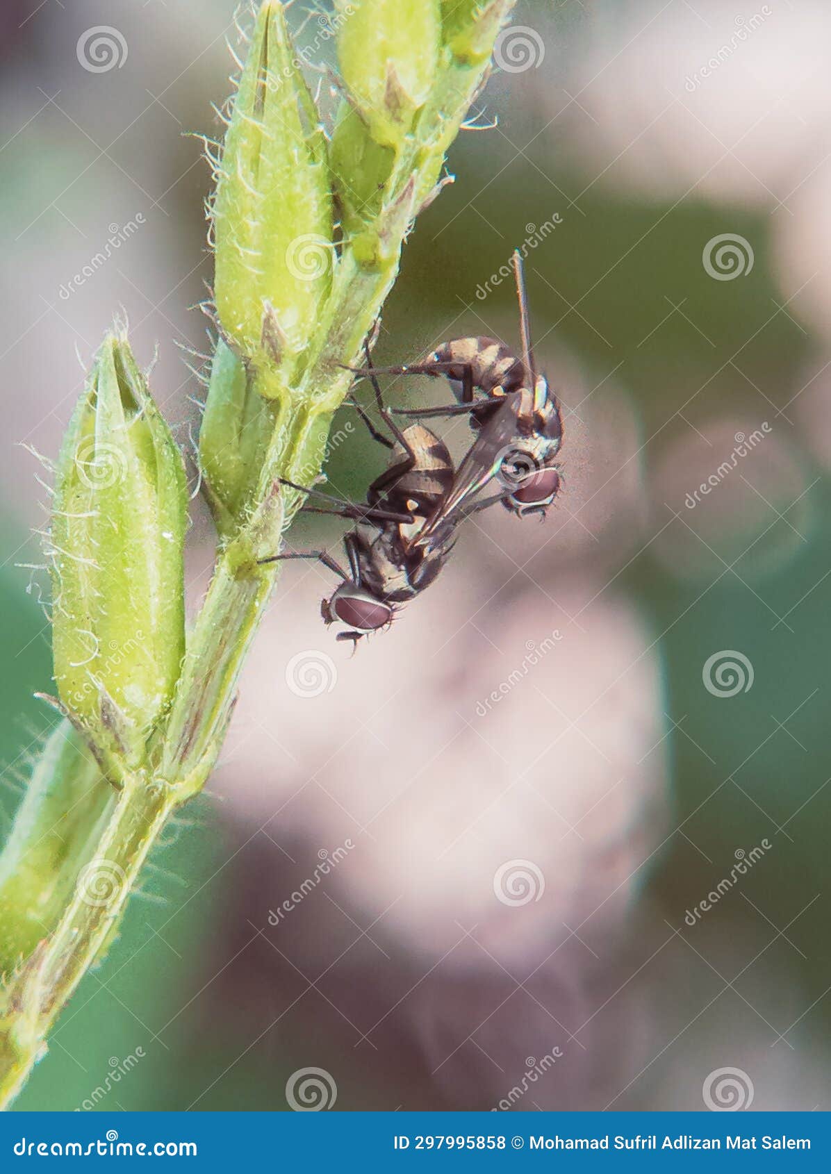 Close Up of Two Small Flies Mating. Stock Photo - Image of honeybee ...