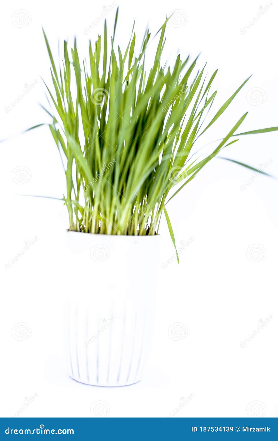 Close Up of Two Small Pots Containing Wheat Grass in Them Isolated on ...