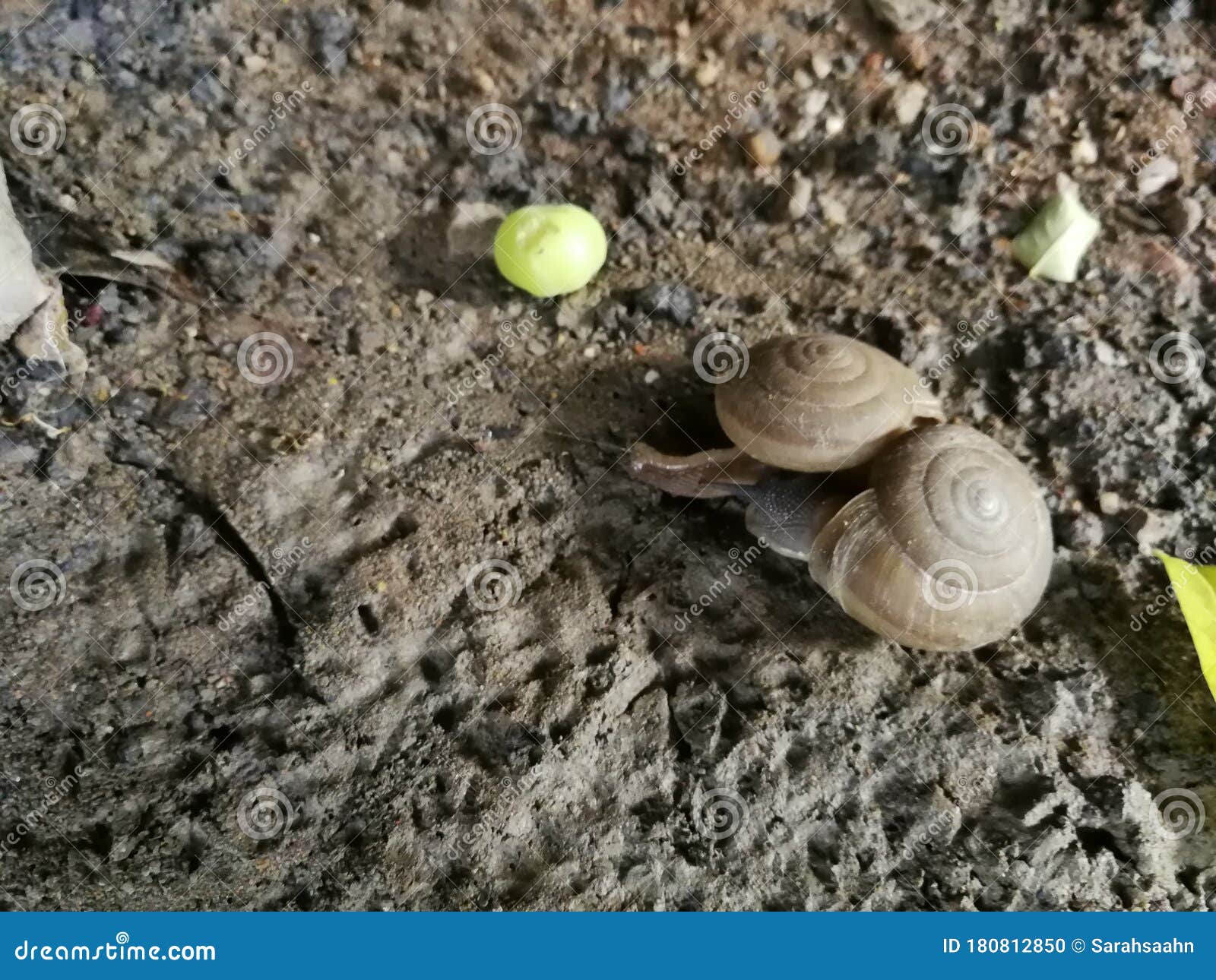 Close-up of Two Snails on the Ground. Stock Photo - Image of snails ...