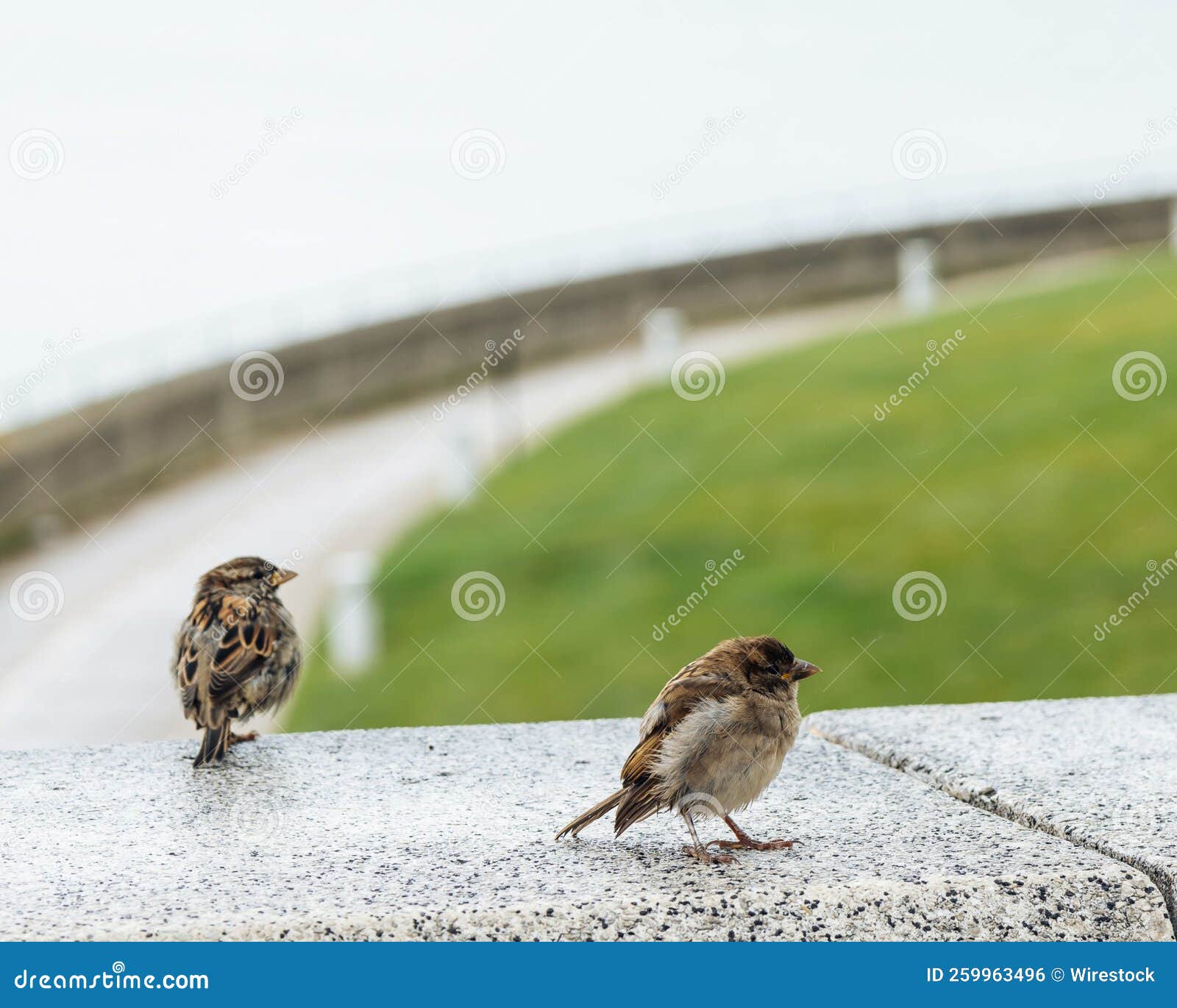 Close-up of Two Sparrows Resting on a Concrete Wall in a Park with a ...