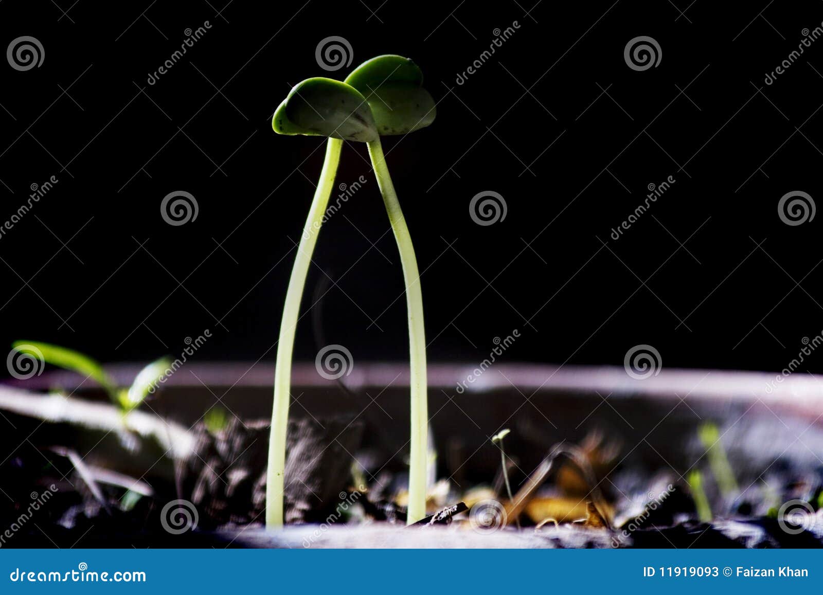 Close Up of Two Sprouts Hugging Each Other Stock Image - Image of care, aroma: 11919093
