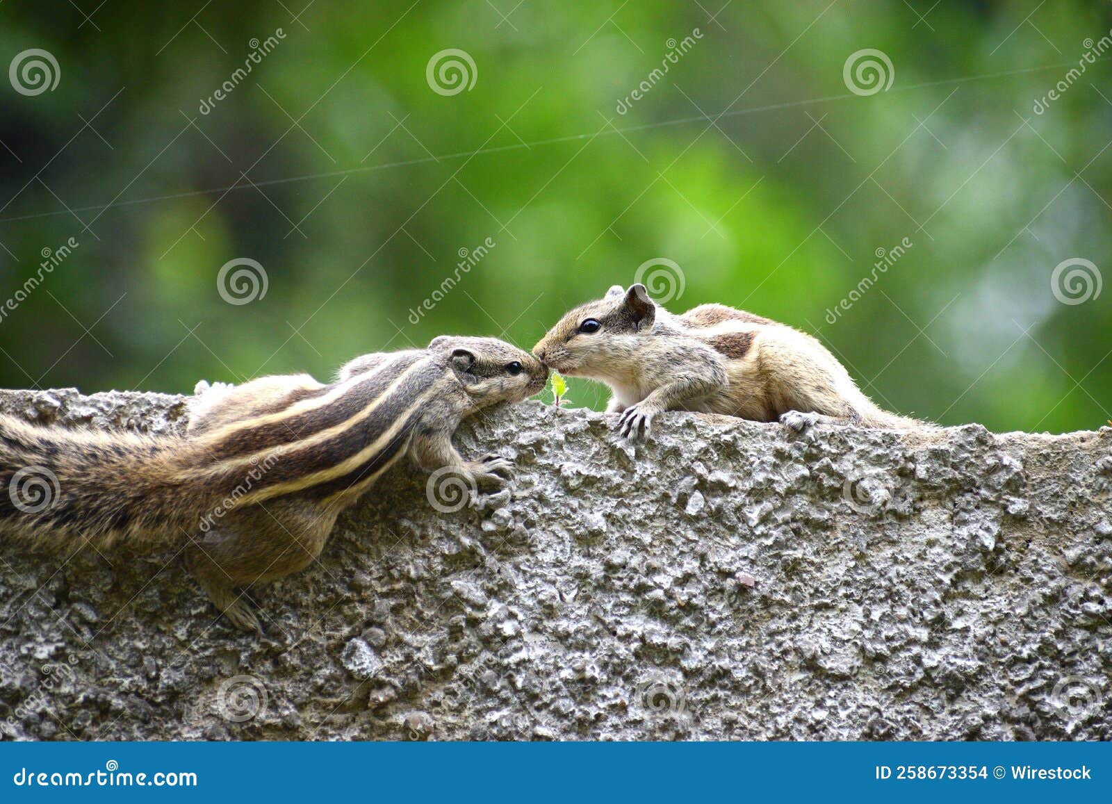 Close Up of Two Squirrels (Sciuridae) Playing and Sniffing Each Other ...