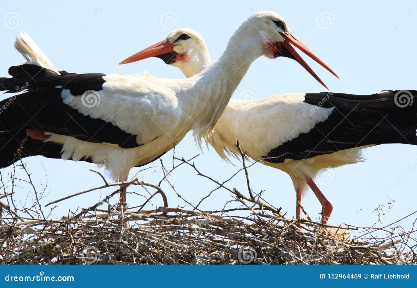 Close Up of Two Storks in a Nest on a Tree with Crossed Necks Looking ...