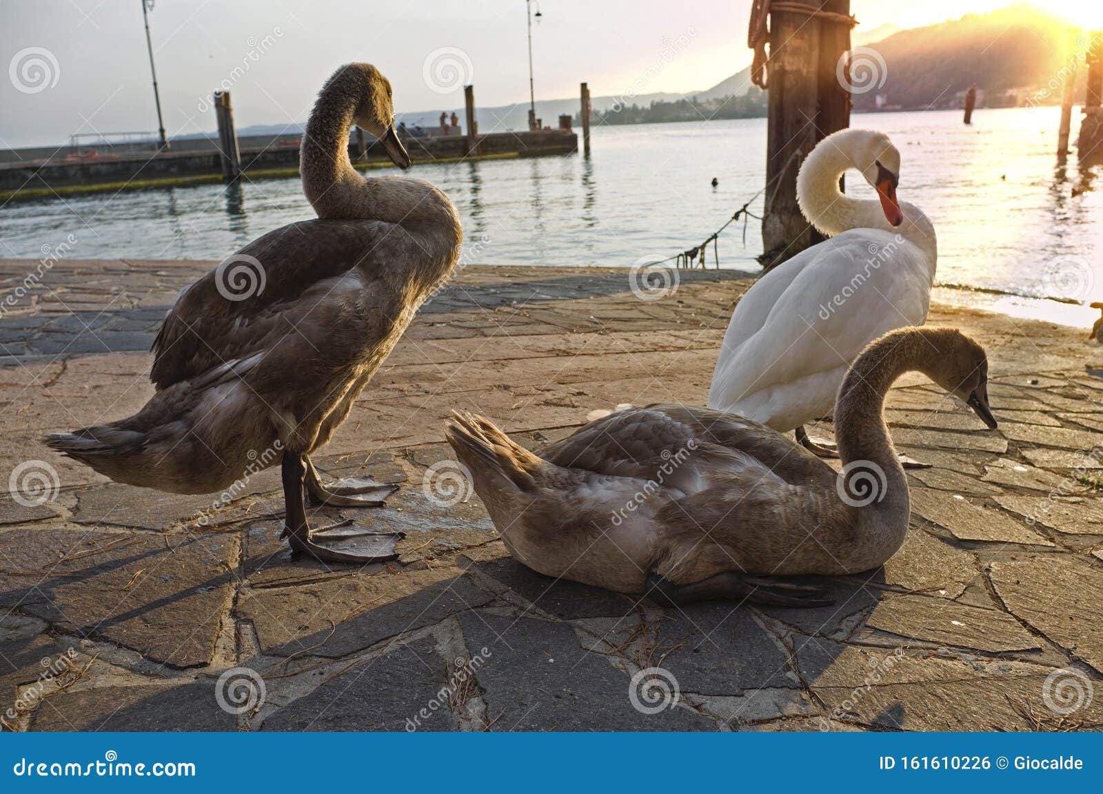 Swans in the sunset light stock photo. Image of beauty - 161610226