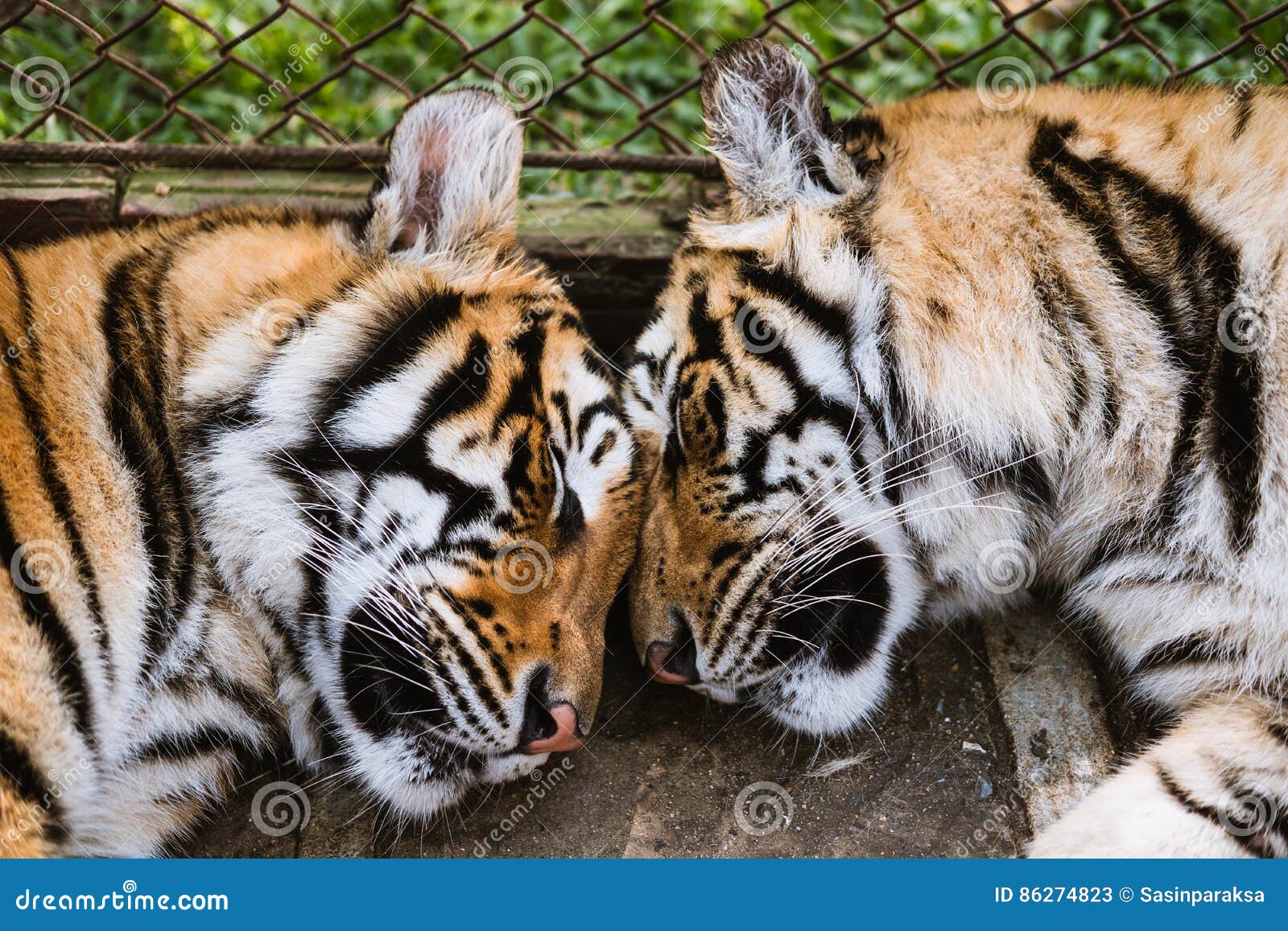 Close-up Two Tiger Sleeping Stock Image - Image of beauty, love: 86274823