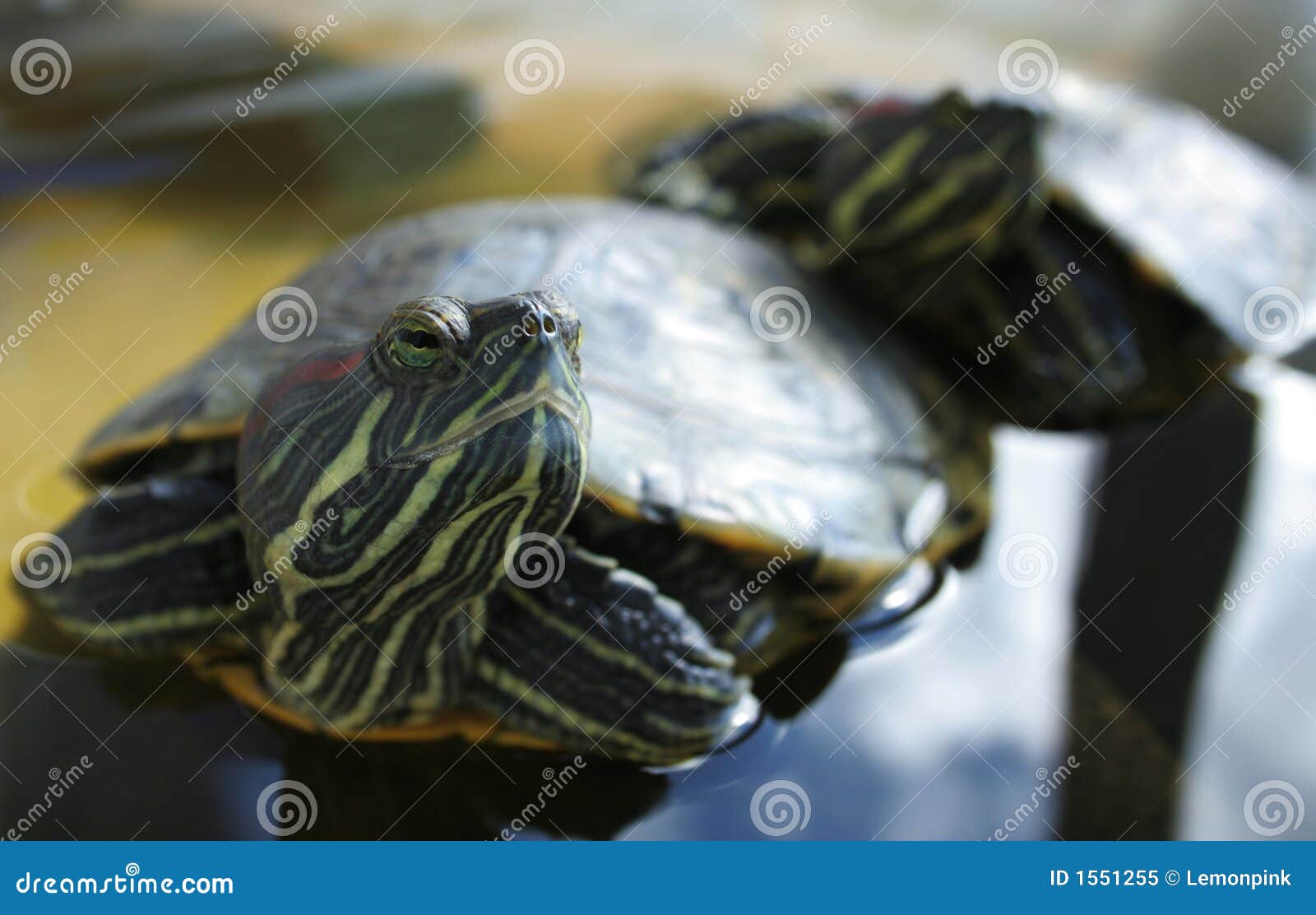 Close up two turtles stock image. Image of pond, shell - 1551255