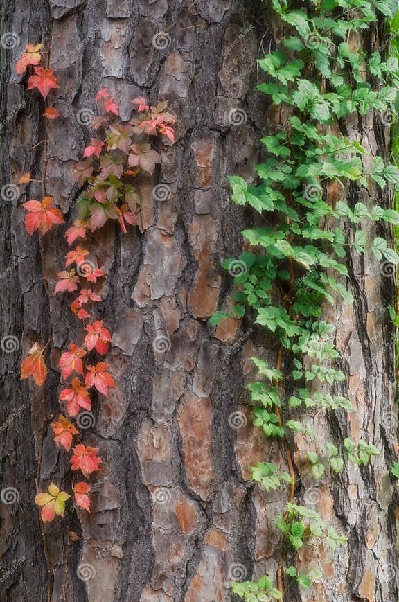 Close-up of Two Vines Climbing a Pine Tree Stock Photo - Image of brown ...