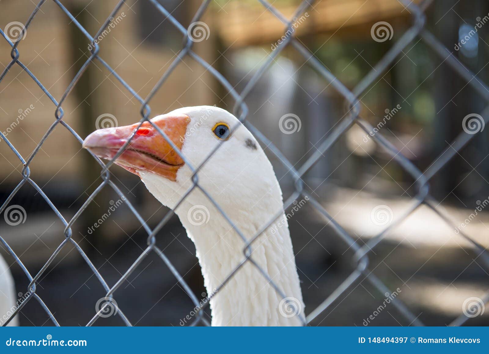 A Close Up of Two White Geese with Orange Beaks in a Cage Stock Image ...
