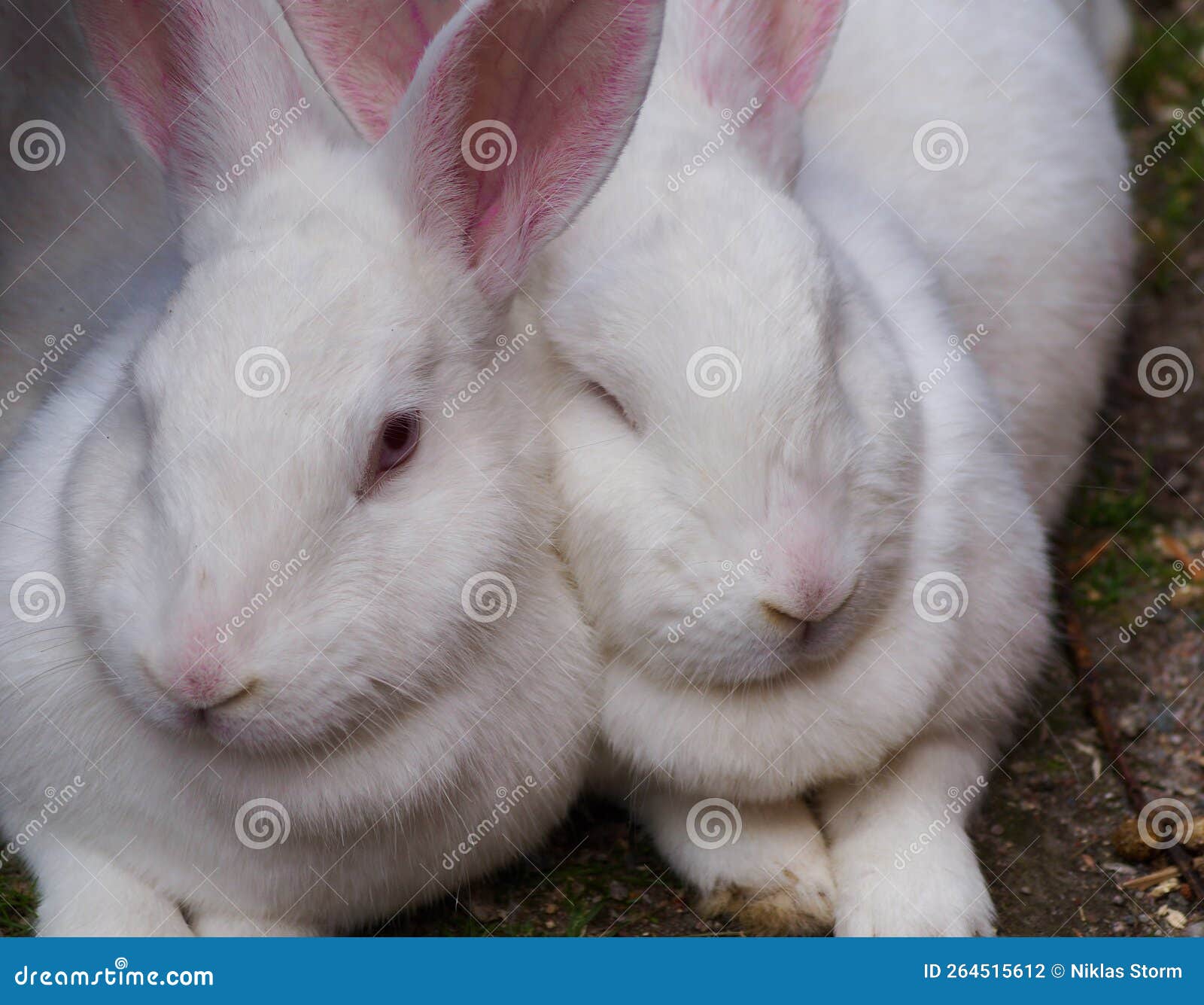 A Close Up of Two White Rabbits Stock Photo - Image of rabbit, cute ...