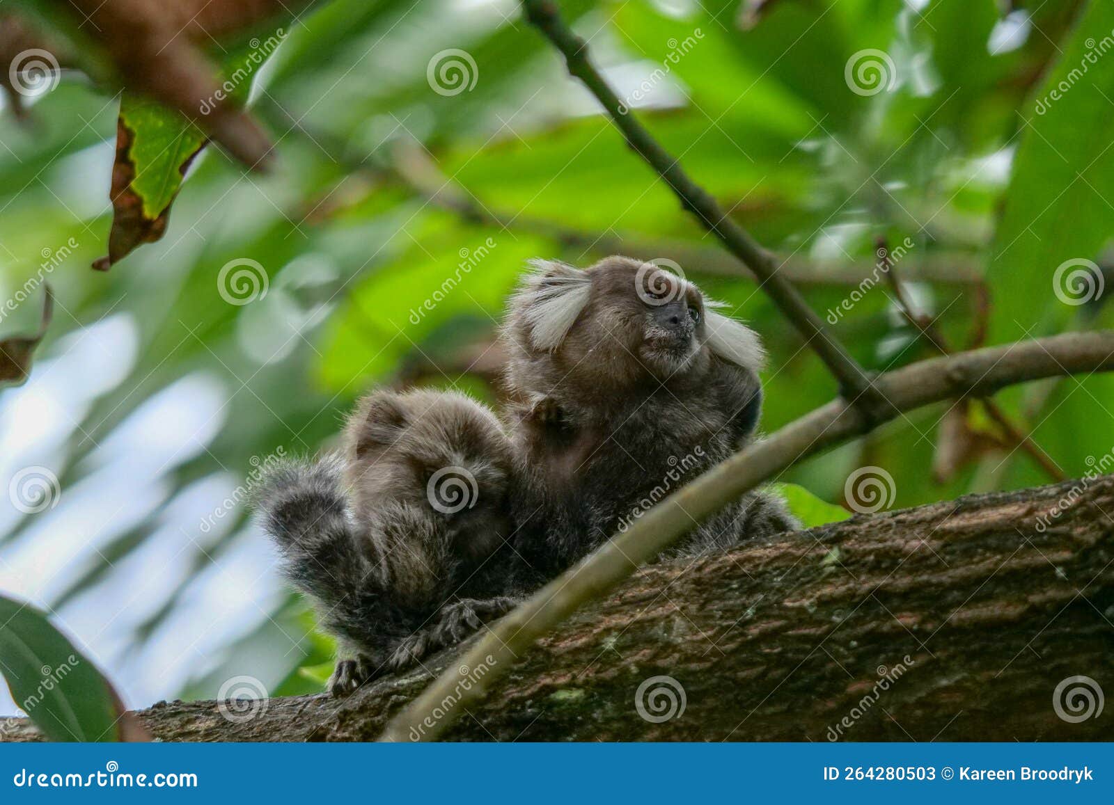 Close Up of Two Young Common Marmoset Monkeys - Callithrix Jacchus ...