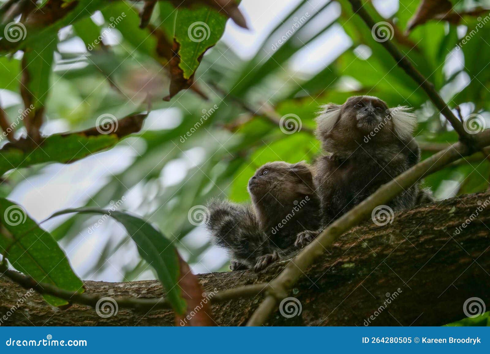 Close Up of Two Young Common Marmoset Monkeys - Callithrix Jacchus ...