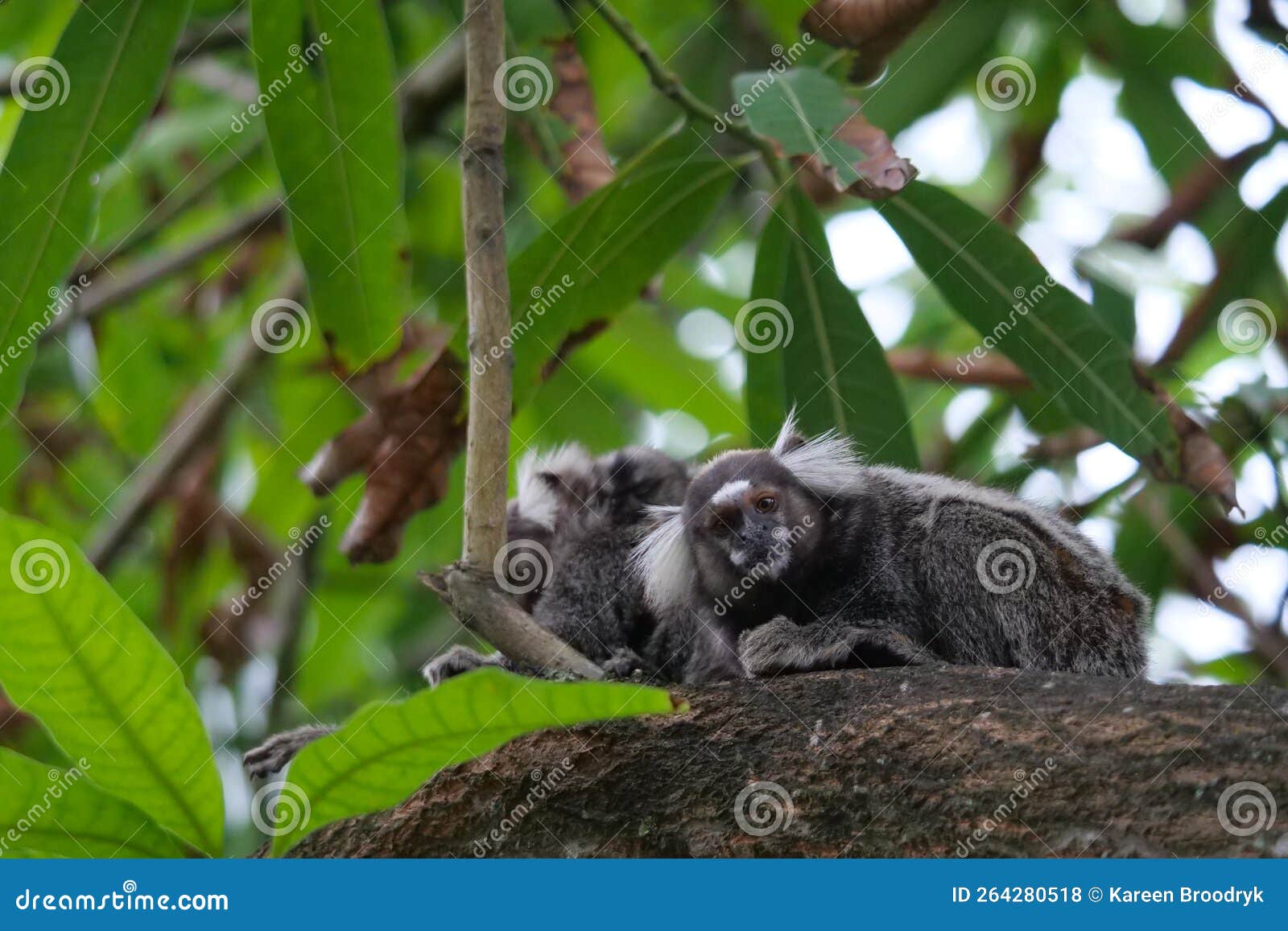 Close Up of Two Young Common Marmoset Monkeys - Callithrix Jacchus ...