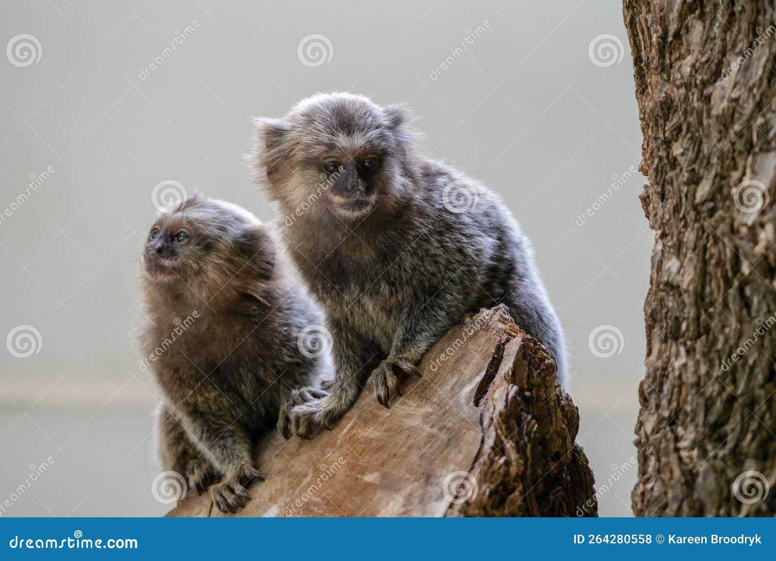 Close Up of Two Young Common Marmoset Monkeys - Callithrix Jacchus ...