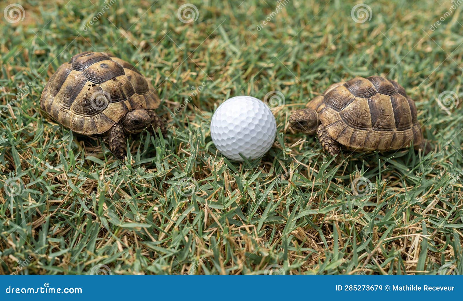 Close Up of Two Young Hermann Turtles on Grass with Golf Ball Stock ...