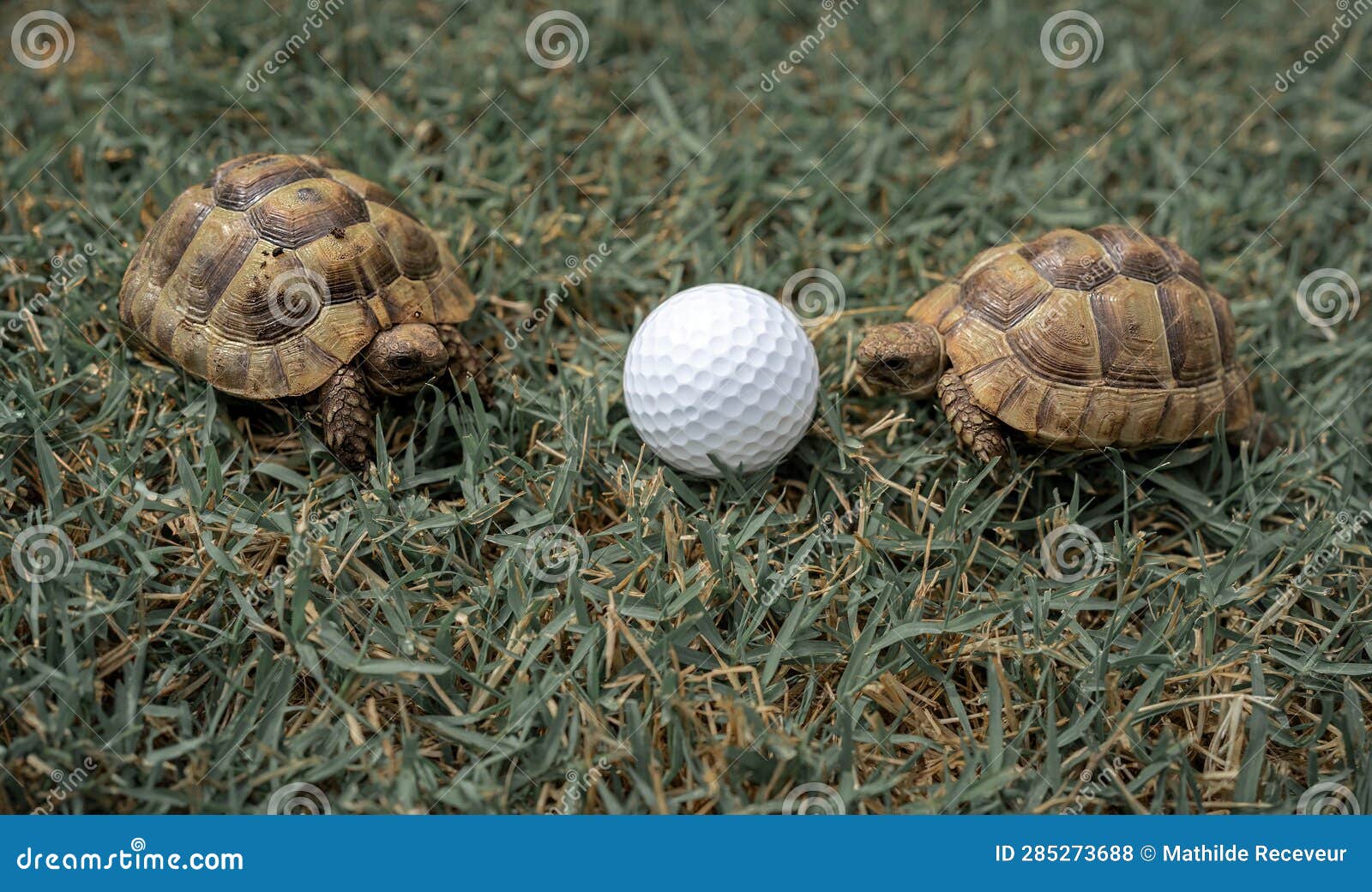 Close Up of Two Young Hermann Turtles on Grass with Golf Ball Stock ...
