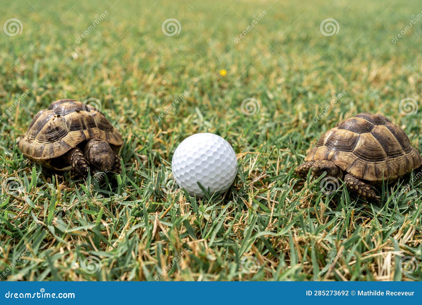 Close Up of Two Young Hermann Turtles on Grass with Golf Ball Stock ...
