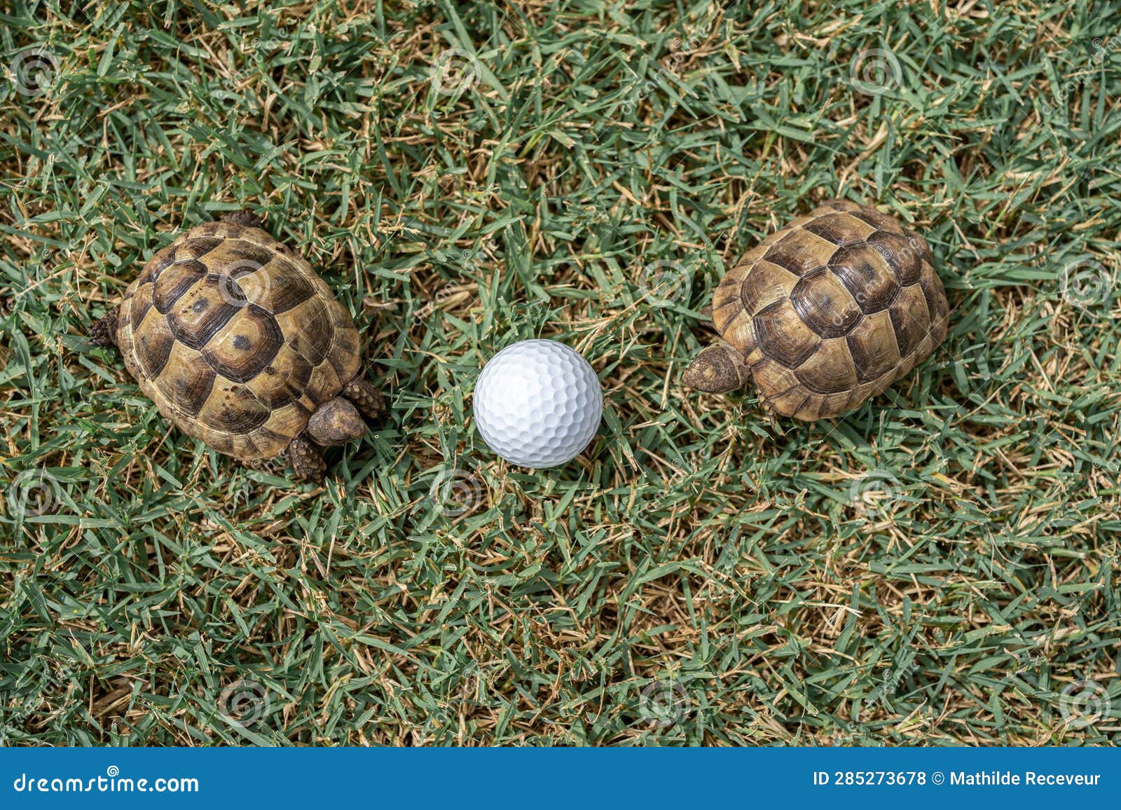 Close Up of Two Young Hermann Turtles on Grass with Golf Ball Stock ...
