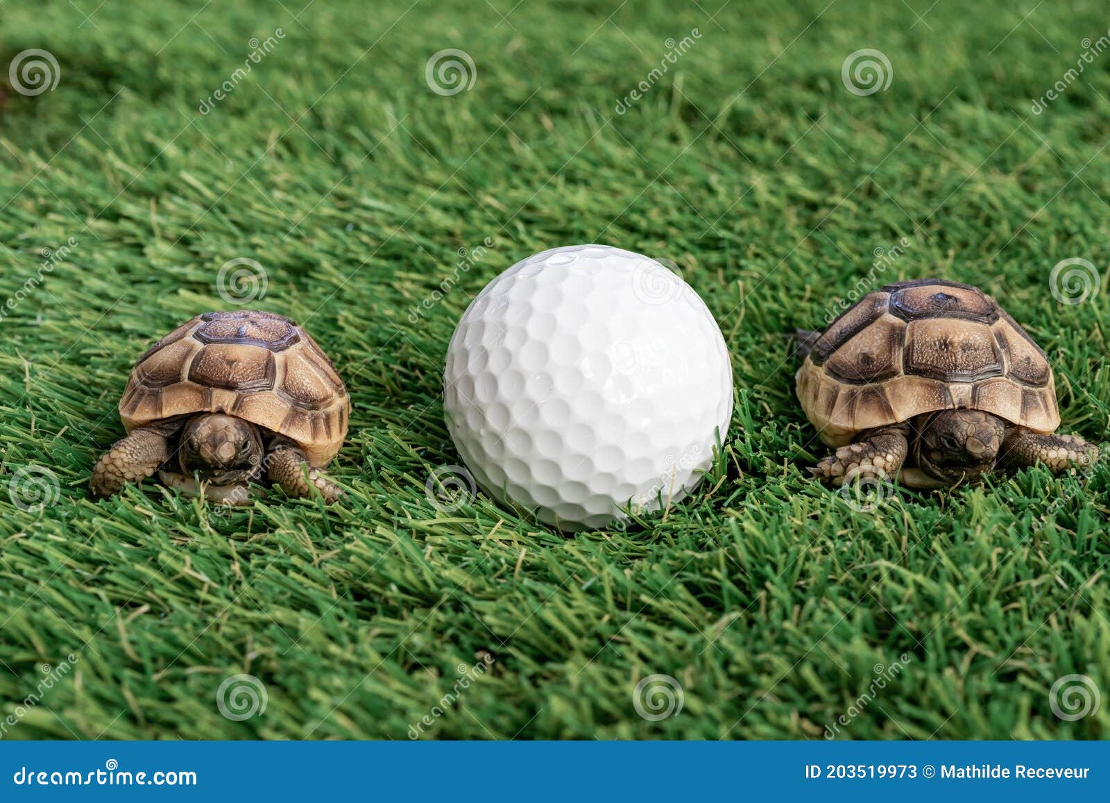 Close Up of Two Young Hermann Turtles on a Synthetic Grass with Golf ...