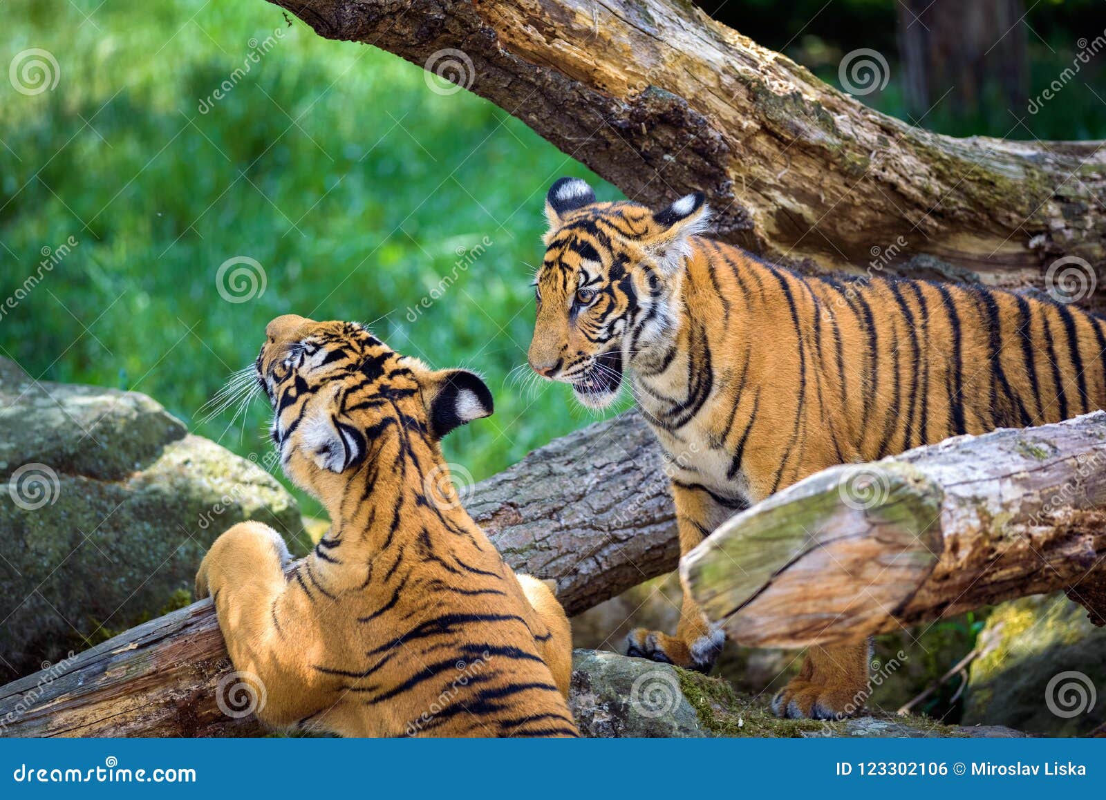 Two young malayan tigers stock photo. Image of malaysia - 123302106