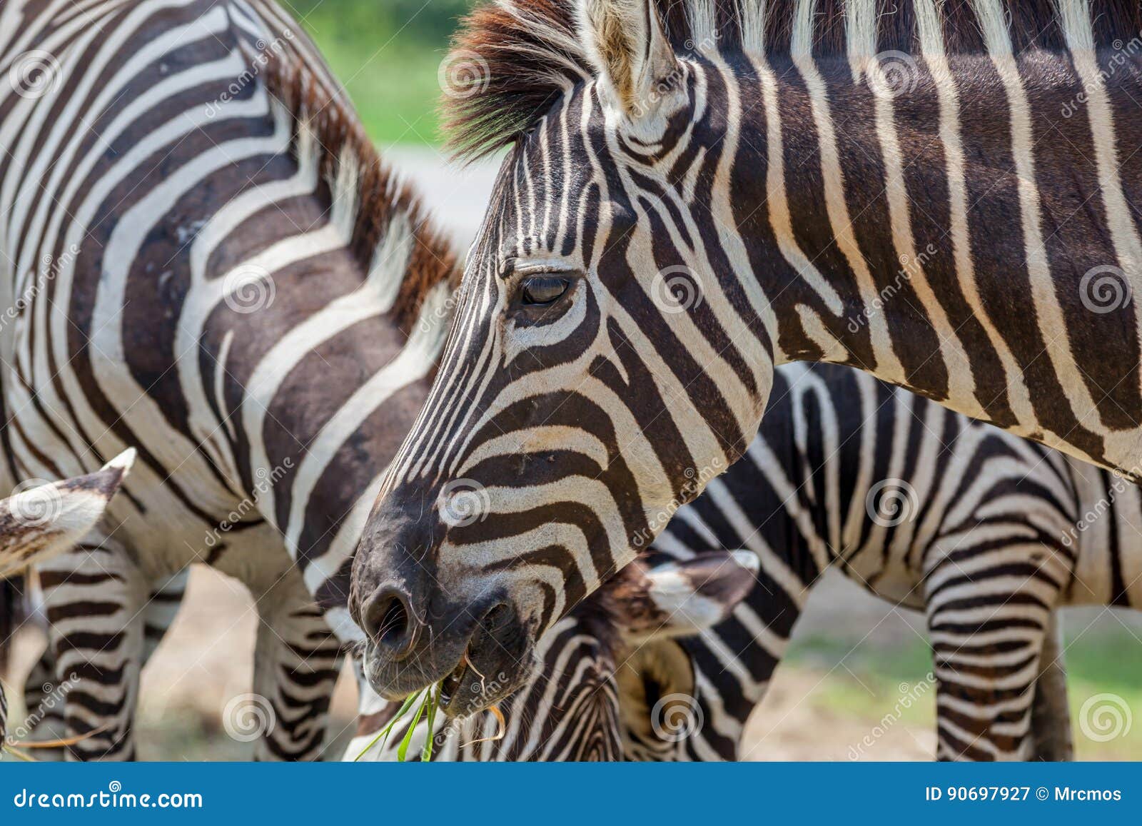 Close Up Two Zebras Eating Grass in Zoo. Stock Image - Image of prairie ...