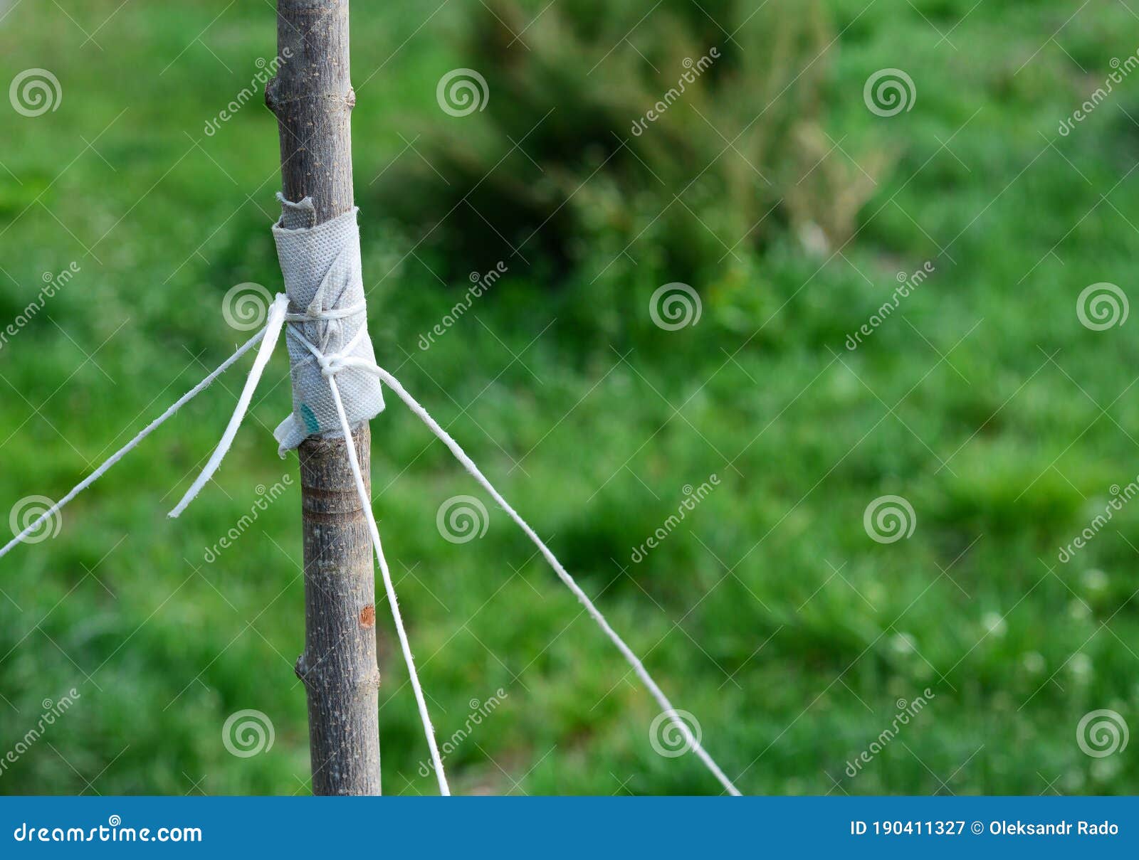 A Close-up on Tying a Young Tree with String with a Risk To Damage Bark ...