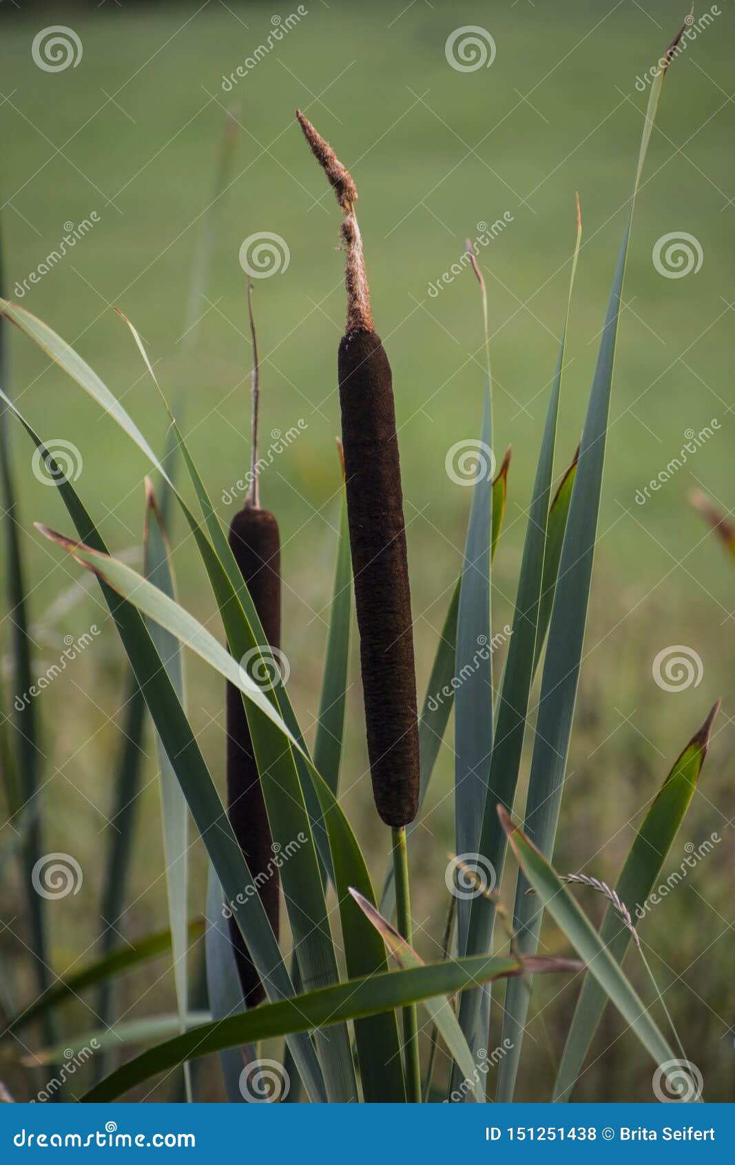 Close Up of a Typha Plant. Copy Space, Nature Background Stock Photo ...