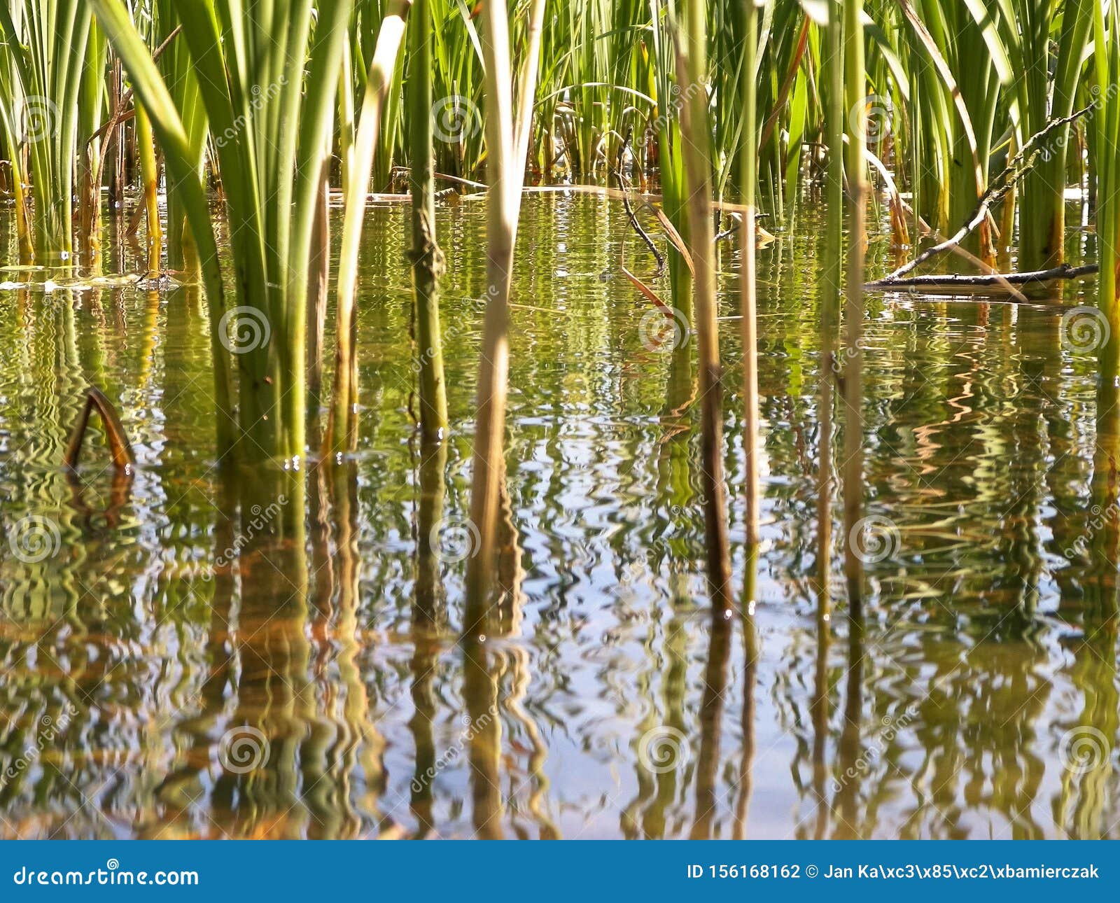 Close Up of Typha Plant in Lake Water Stock Photo - Image of ...