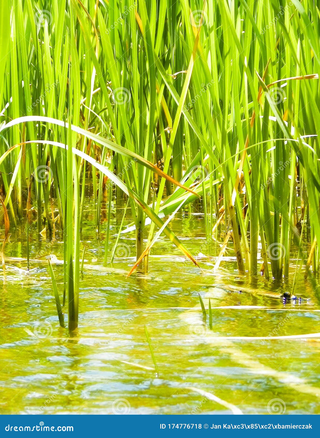 Close Up of Typha Plant in Lake Water Stock Photo - Image of wdzydzkie ...