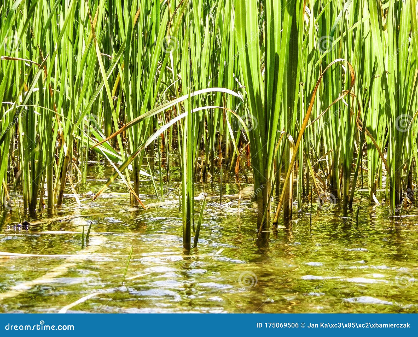 Close Up of Typha Plant in Lake Water Stock Photo - Image of natural ...