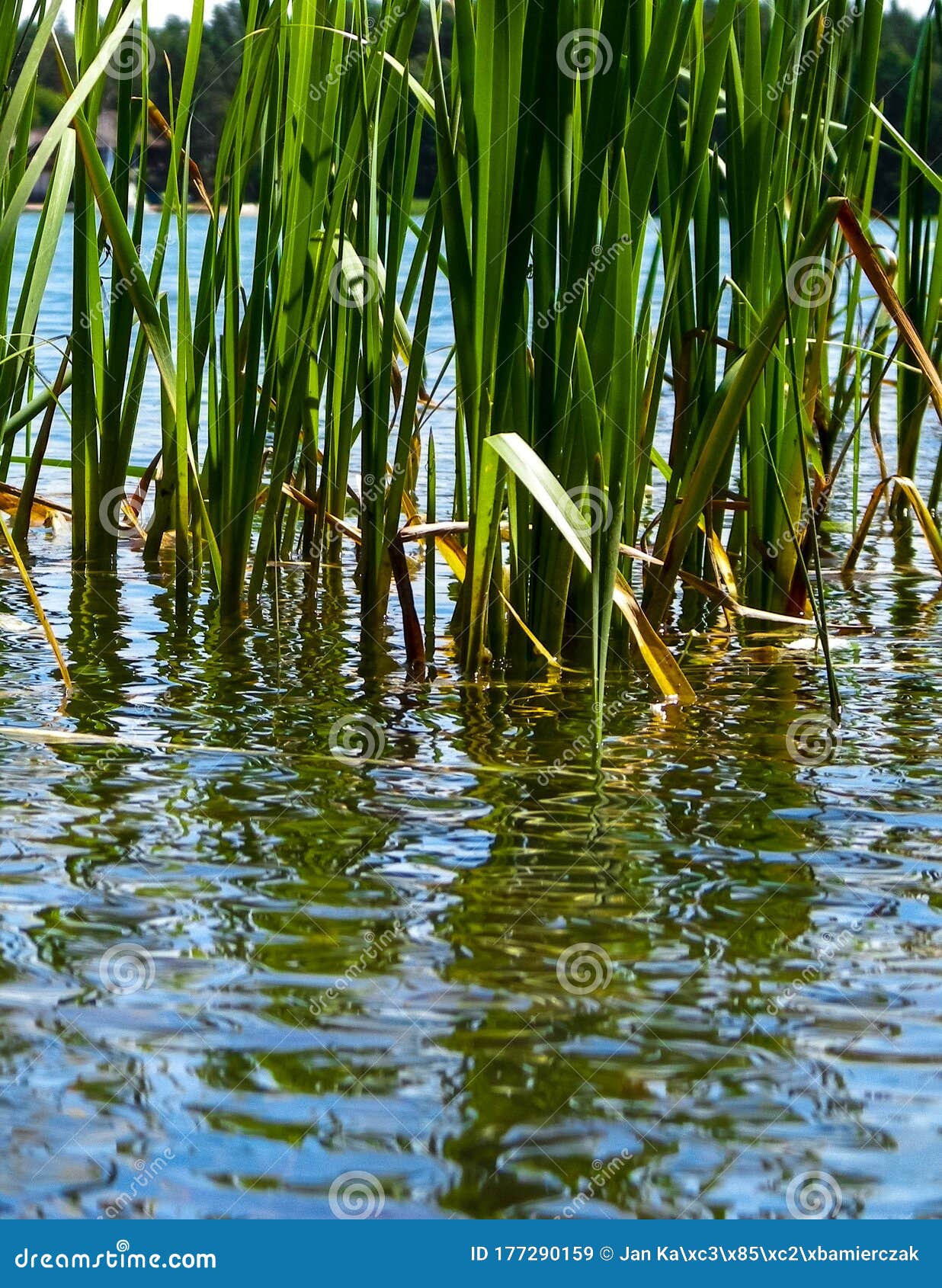 Close Up of Typha Plant in Lake Water Stock Image - Image of close ...