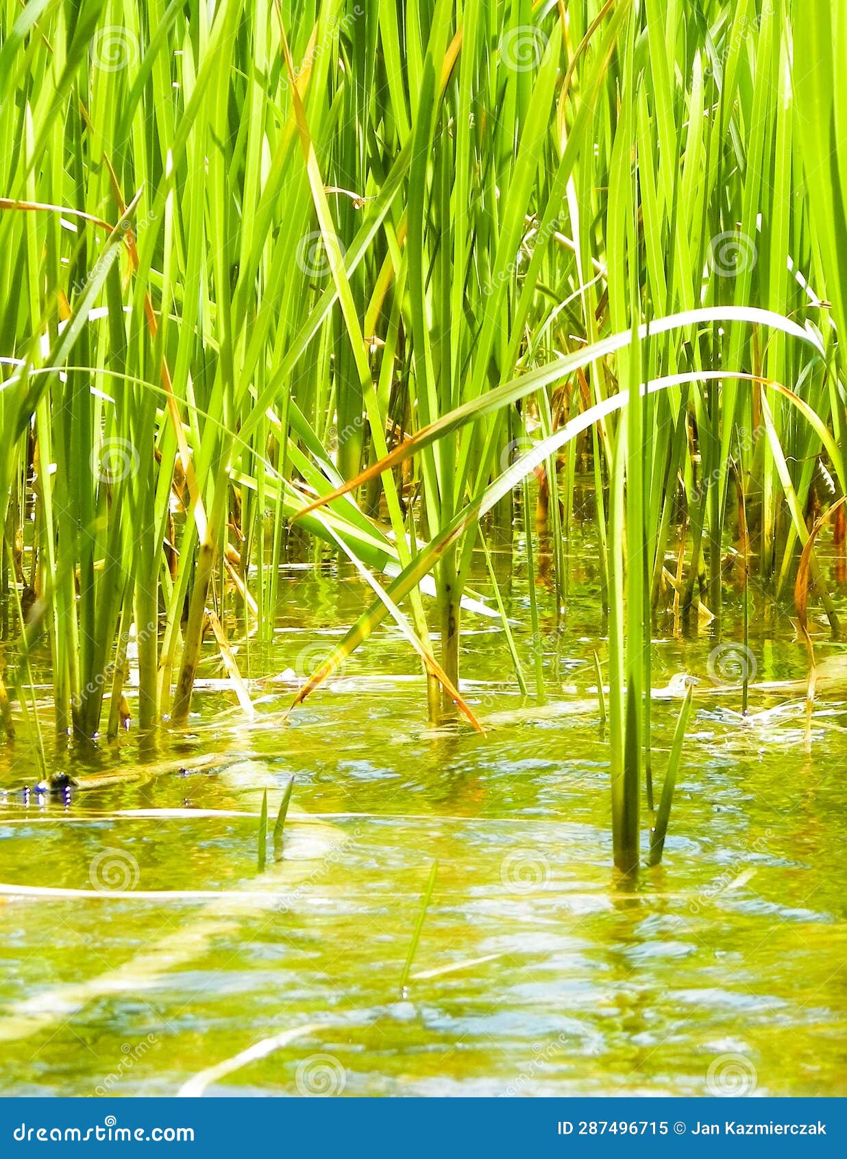 Close Up of Typha Plant in Lake Water Stock Image - Image of nature ...