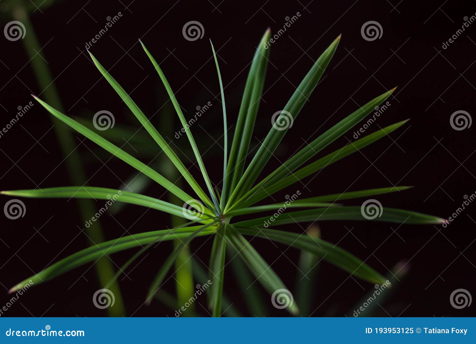Close Up Umbrella of Cyperus Plant on the Black Background Stock Image ...