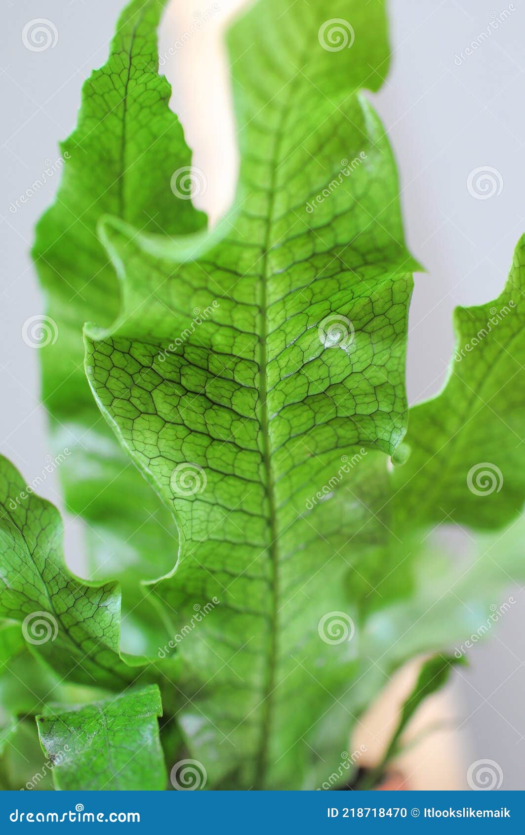 Close Up Of Fern Leaves On A Plant With A Multiple Branching Pattern ...