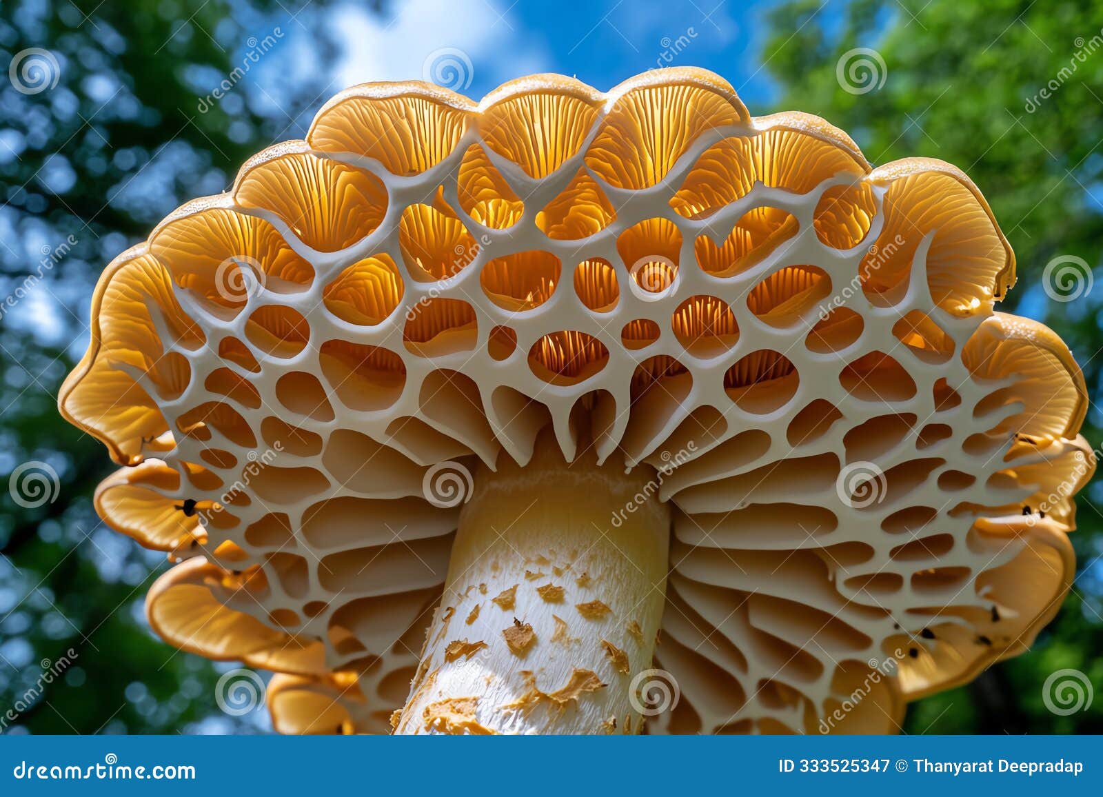 A Close-up of the Underside of a Mushroom, with the Intricate Gills ...