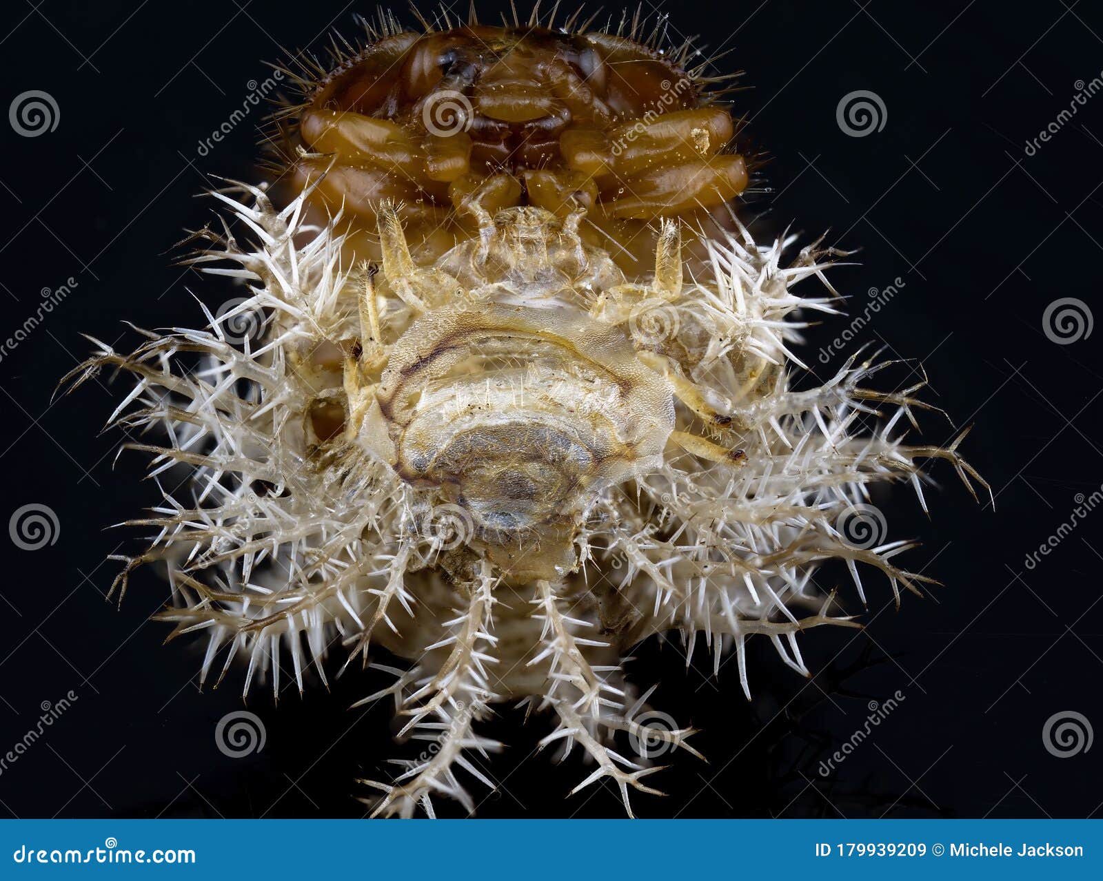 Close Up of the Underside of a Scale Insect Stock Image - Image of ...
